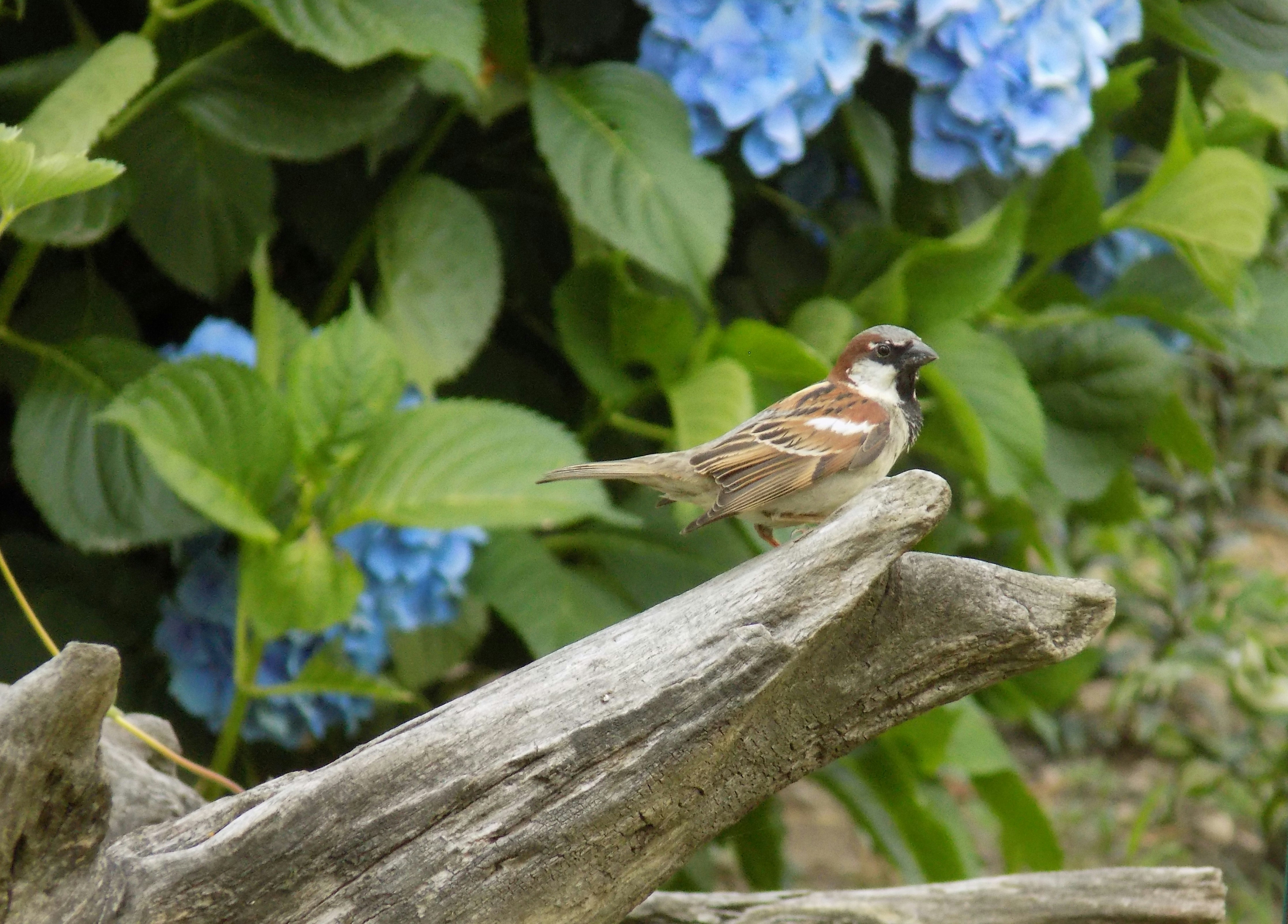 A sparrow perches on a weathered driftwood branch, the bird sharply in focus. Lush blue hydrangea blooms create a vibrant backdrop.