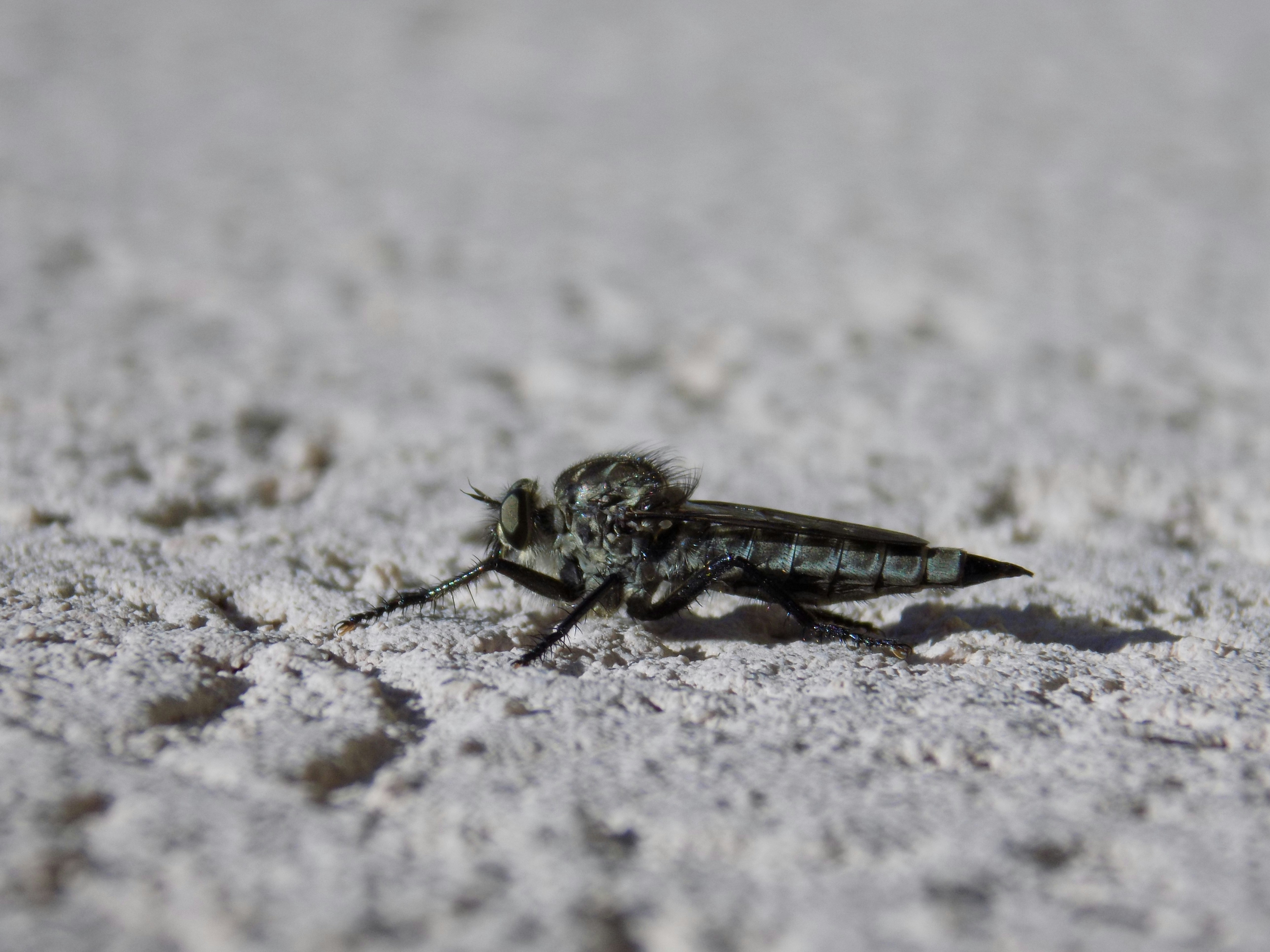 Close-up of a tiny stonefly on a textured surface under soft light