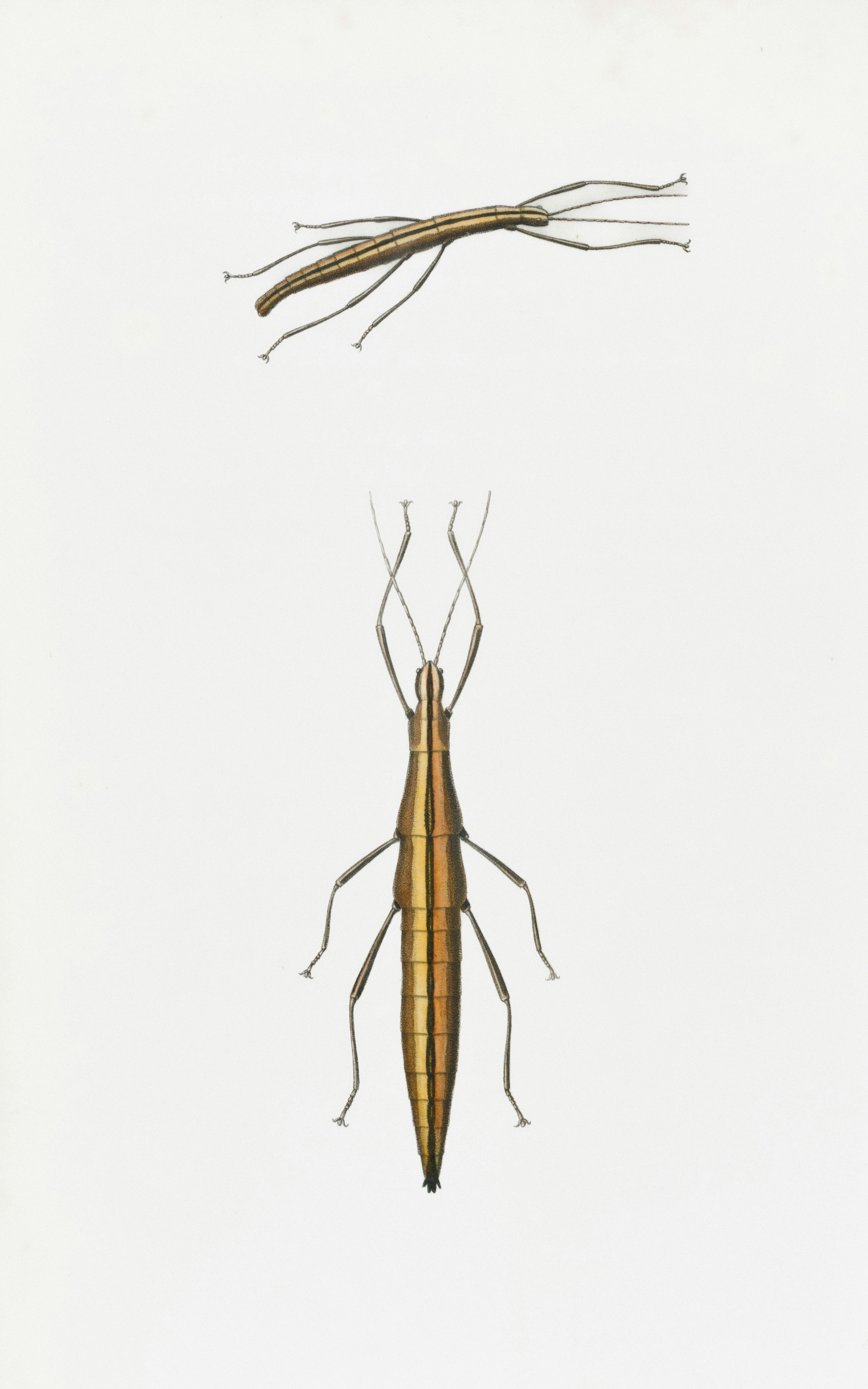 Cerberus Pictures | Download Free Images on Unsplash