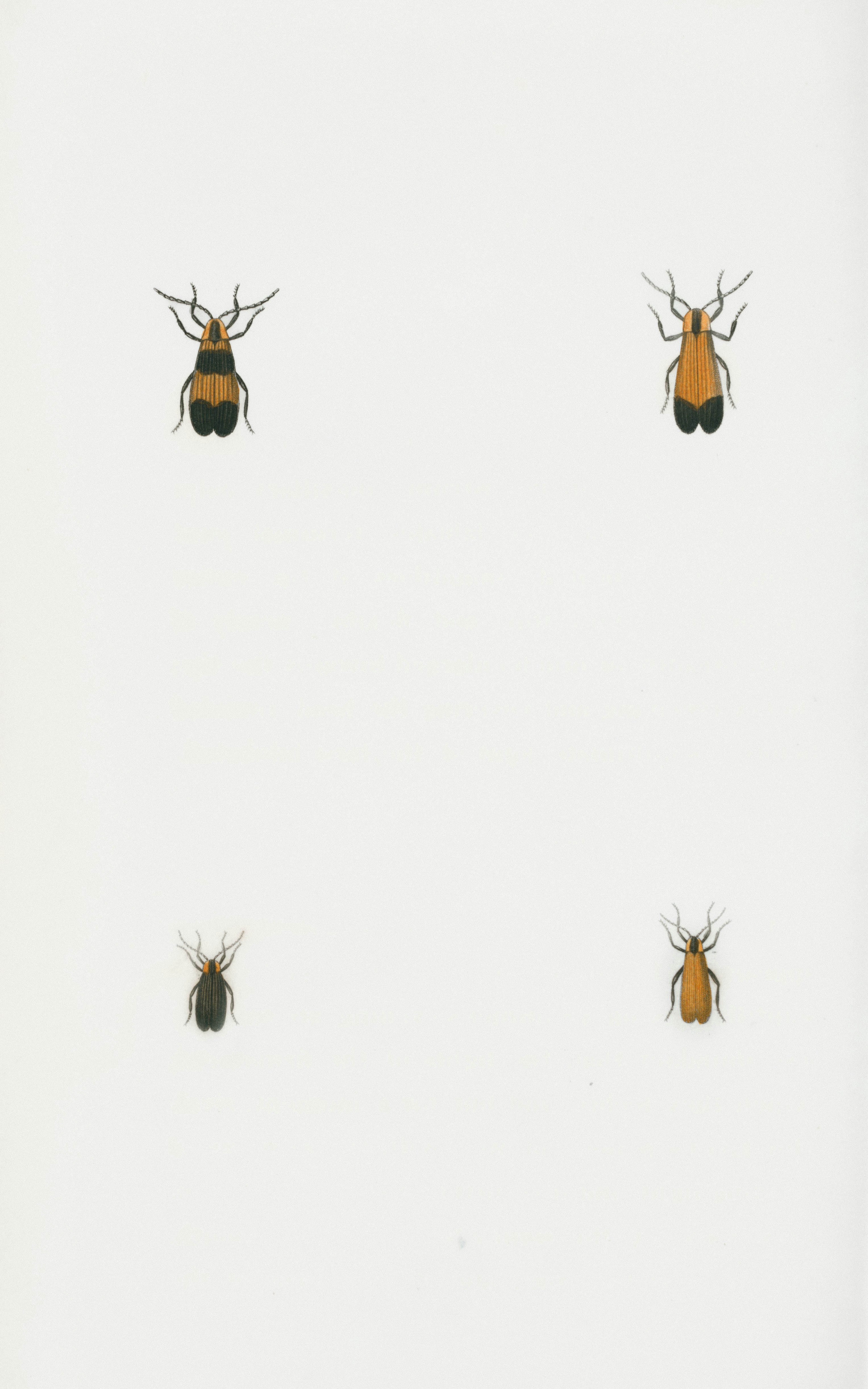 Un grupo de insectos marrones sentados encima de una pared blanca foto ...