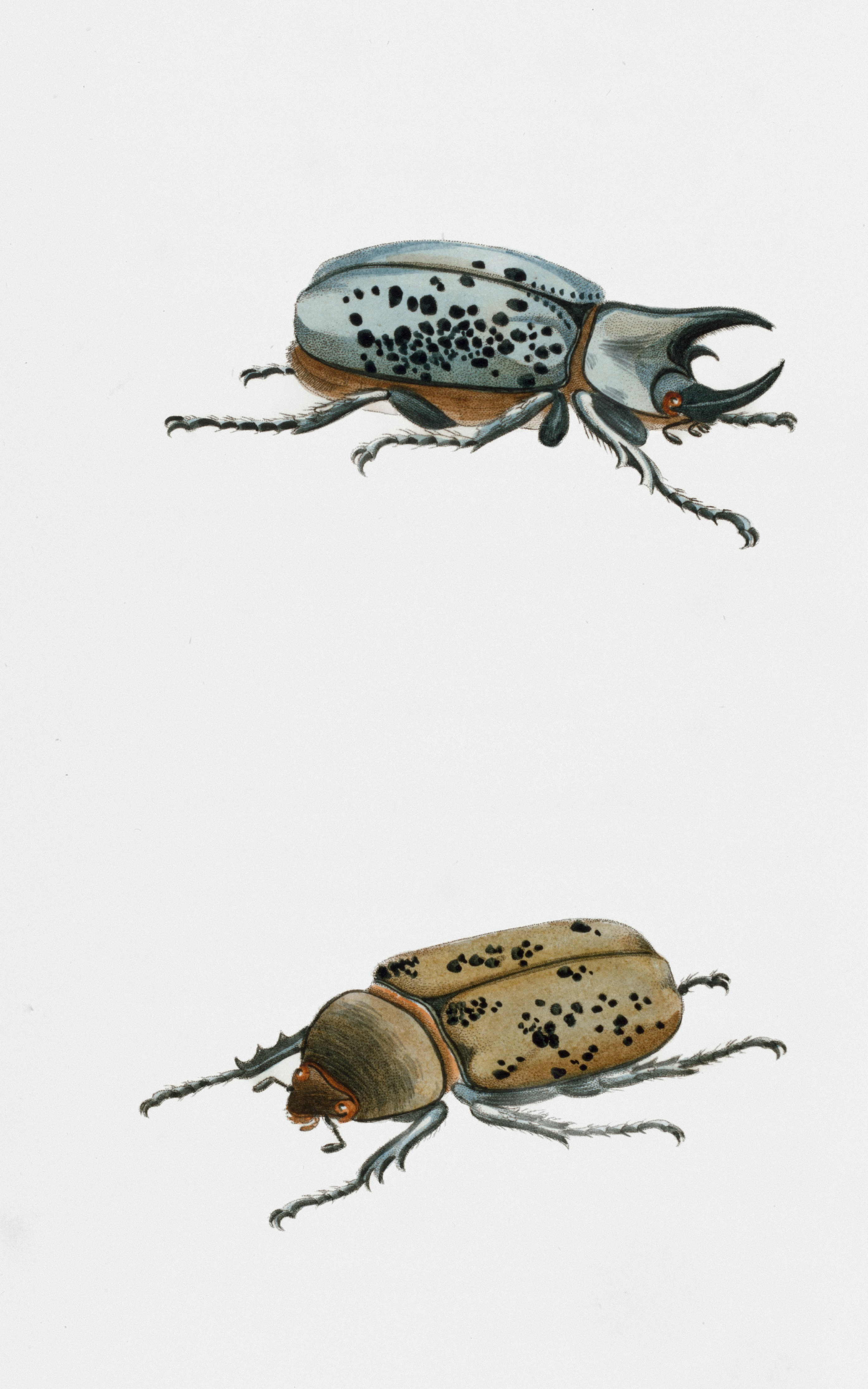 A couple of bugs sitting on top of each other photo – Free Insect Image ...