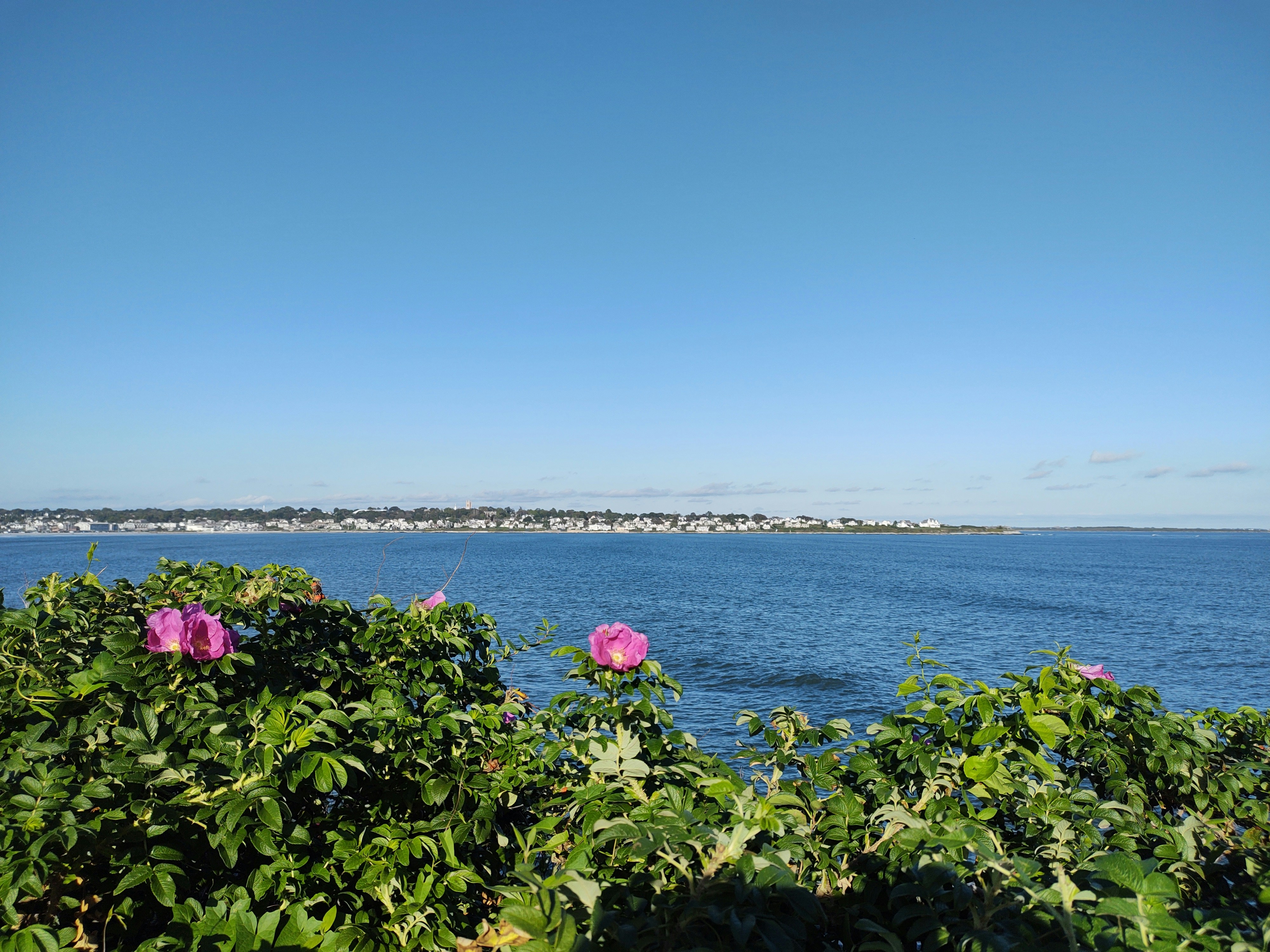 Vibrant pink blossoms frame a calm blue sea and clear horizon along a coastal hedge.