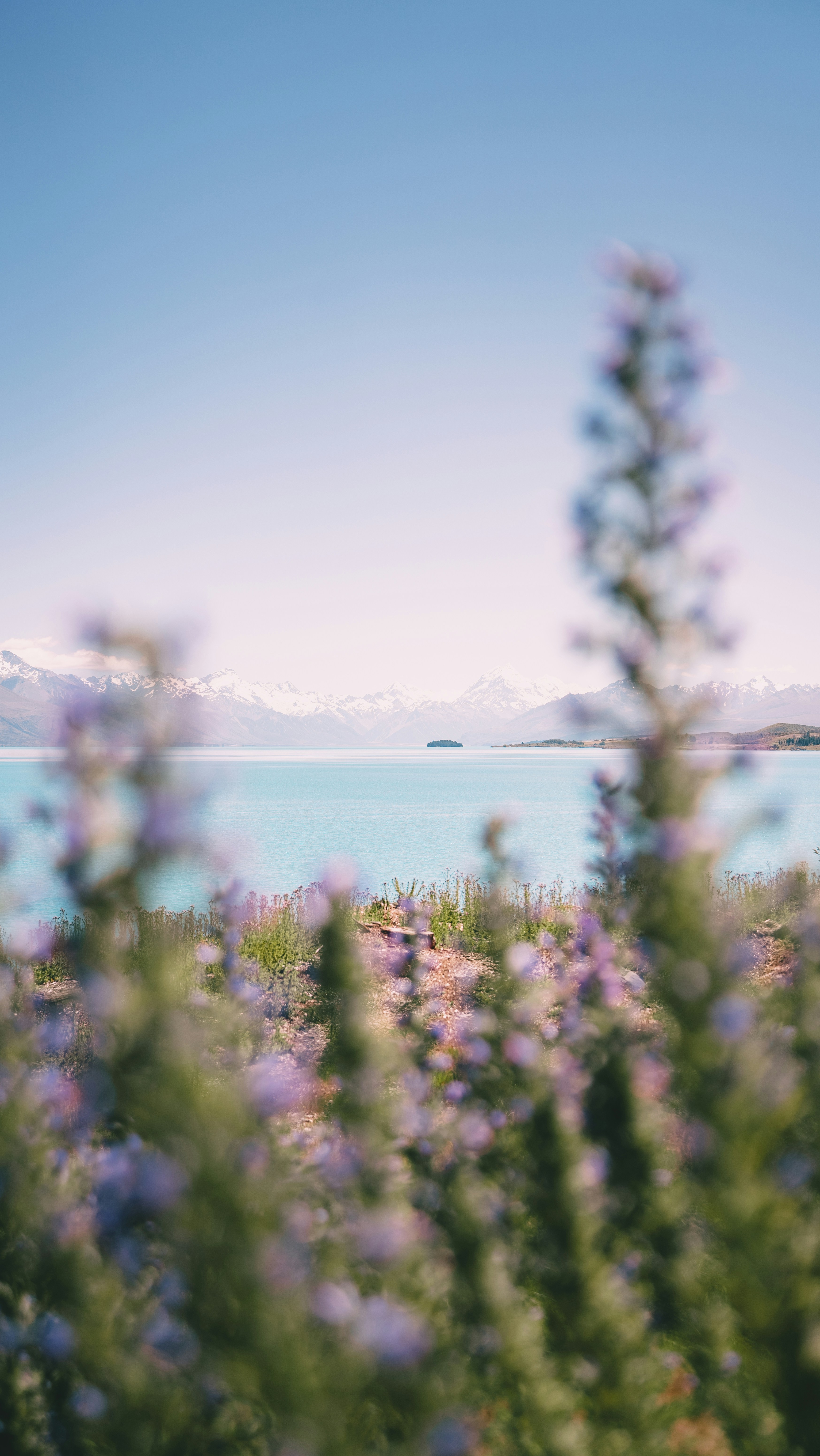 Blossoms on the Shoreline:Blurred Wildflowers with Snowy Horizon