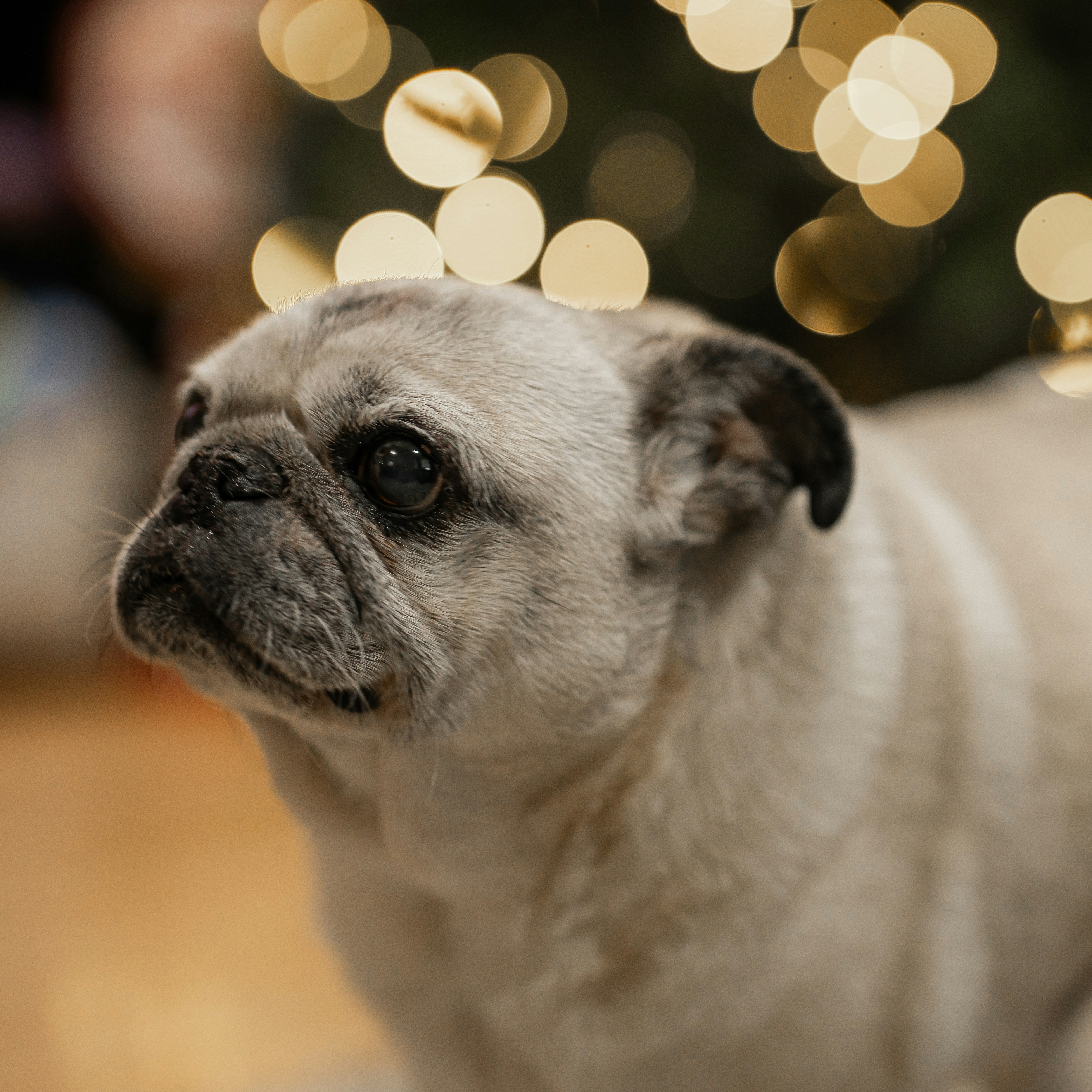 A small pug standing in front of a christmas tree photo – Free Dog ...