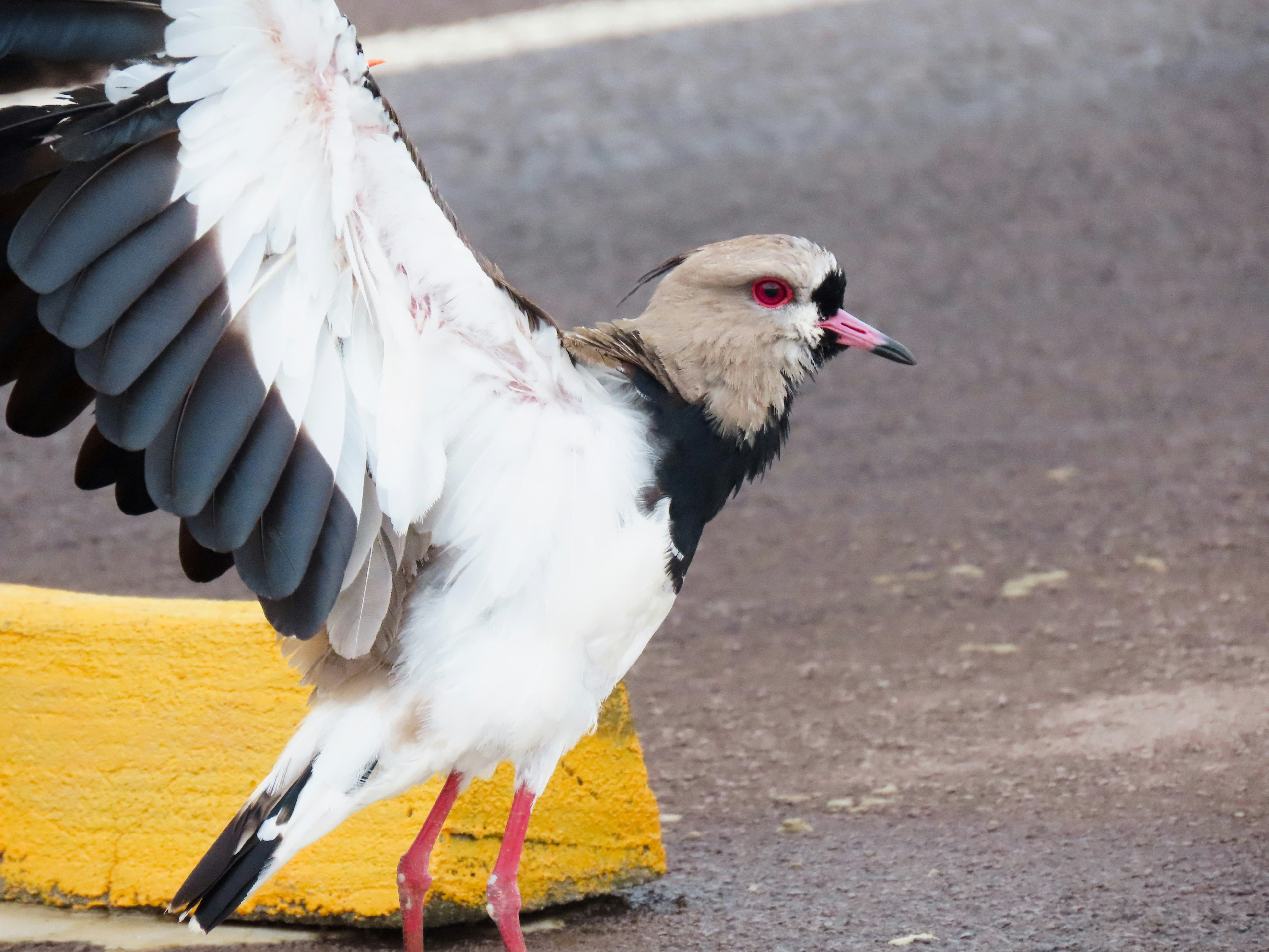 Urban Dance of the Southern LapwingPatrícia Nicoloso