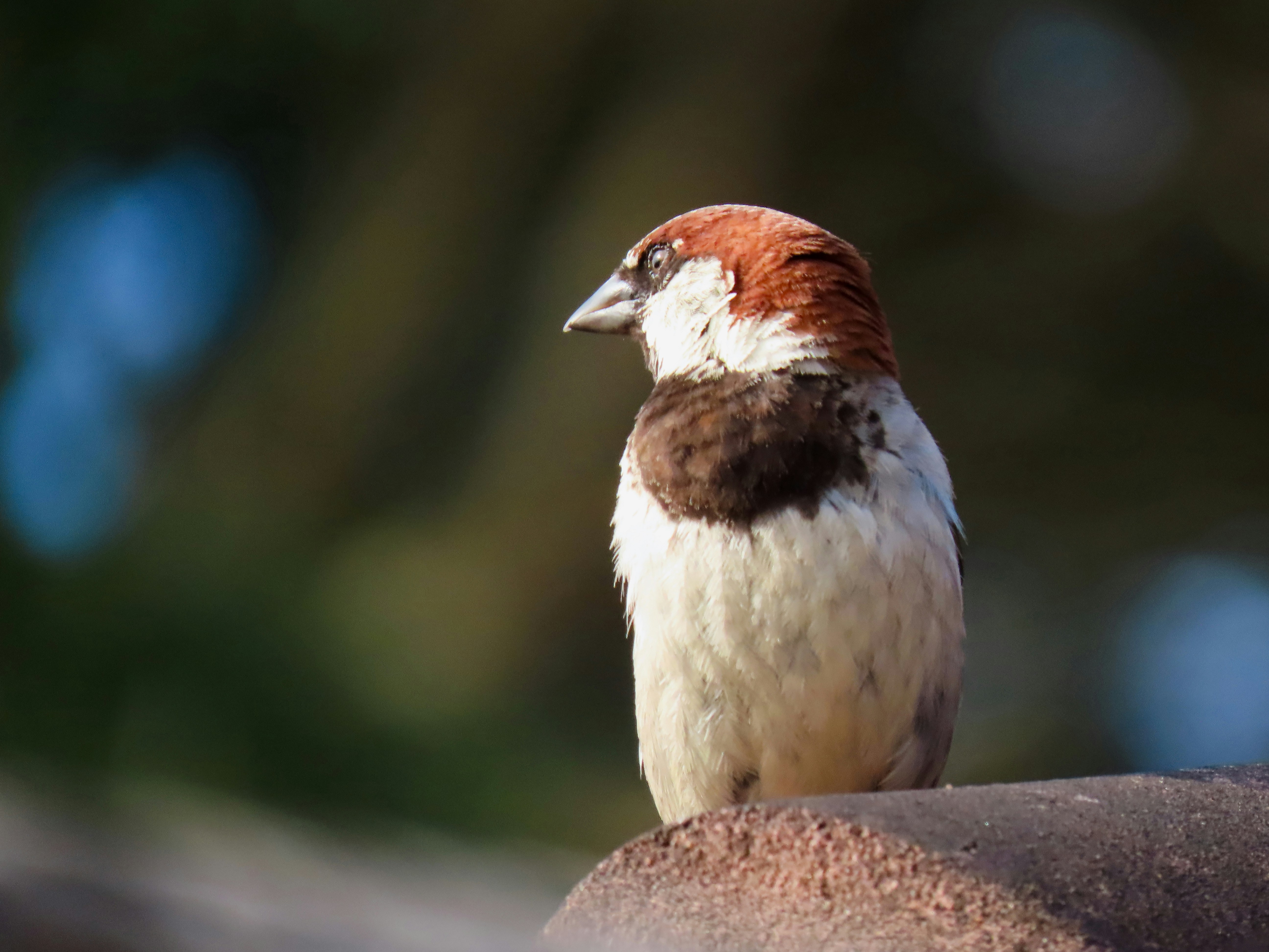 Solitary Contemplation of a Sparrow