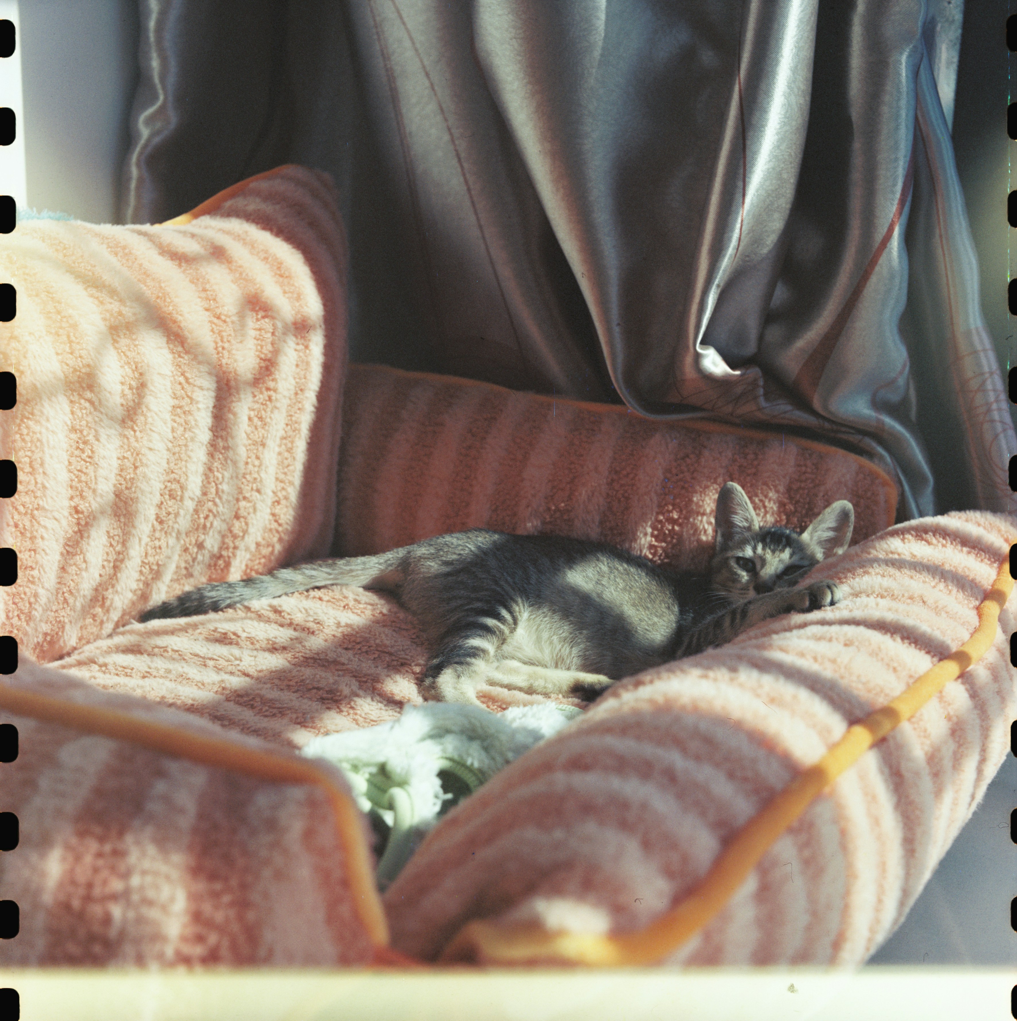 This little cat is called Xiaoxiao and loves to curl up in the cat bed.