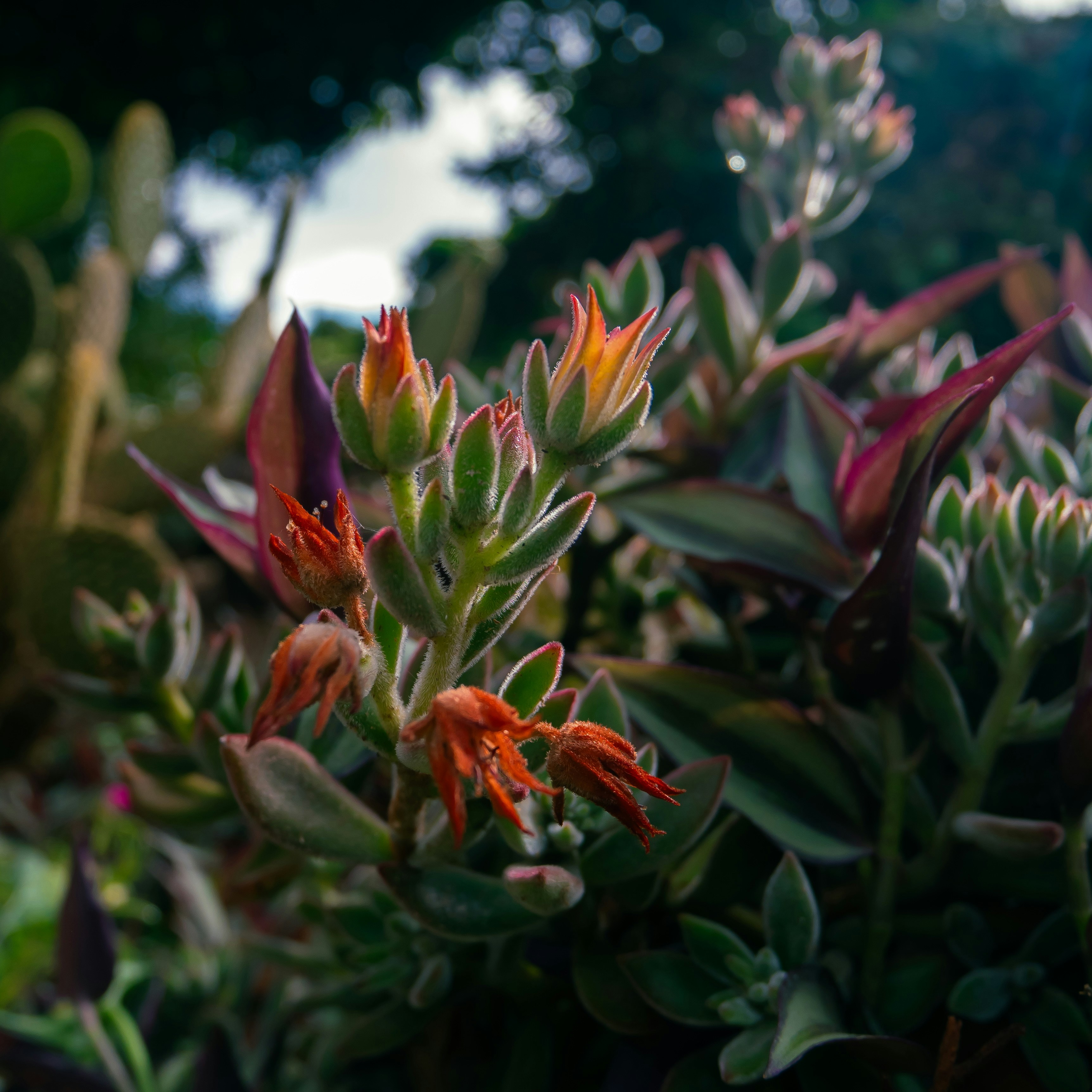 Emerald Buds and Fading Orange Blooms: A Macro Succulent Moment