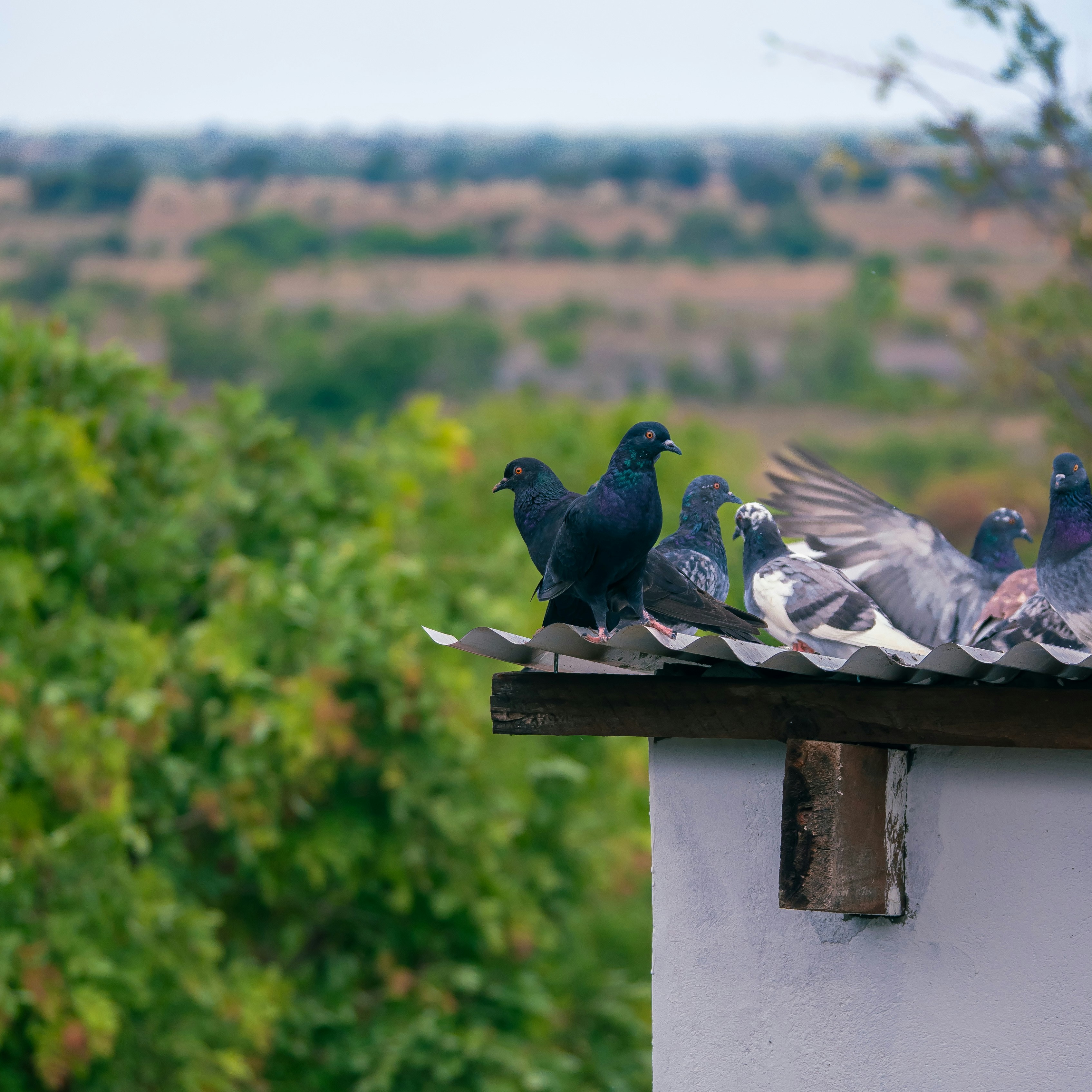 Rooftop Flock: Pigeons Gathered on a Weathered Beam Over a Quiet Countryside