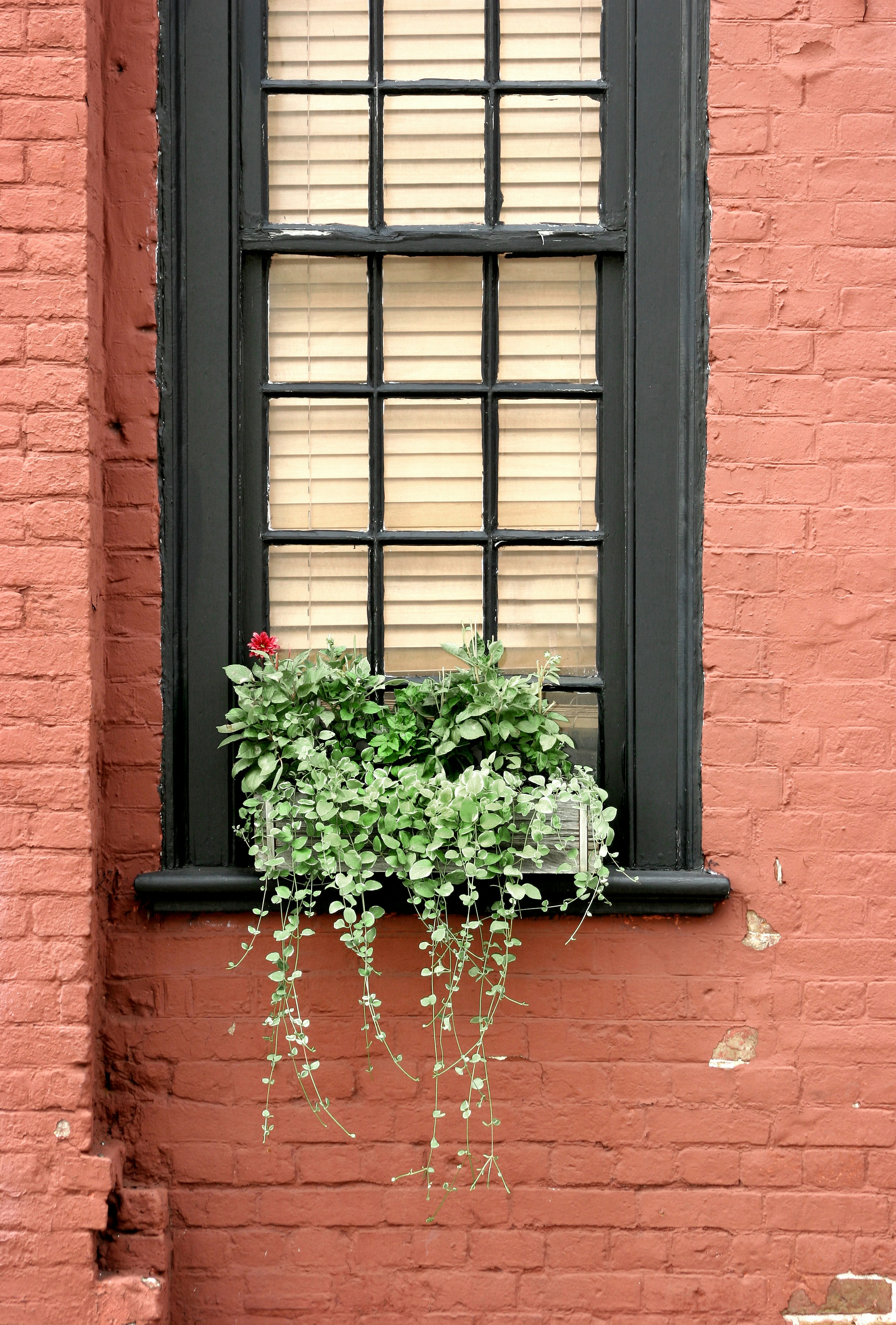 Verdant Cascade under a Black Window on Red Brick
