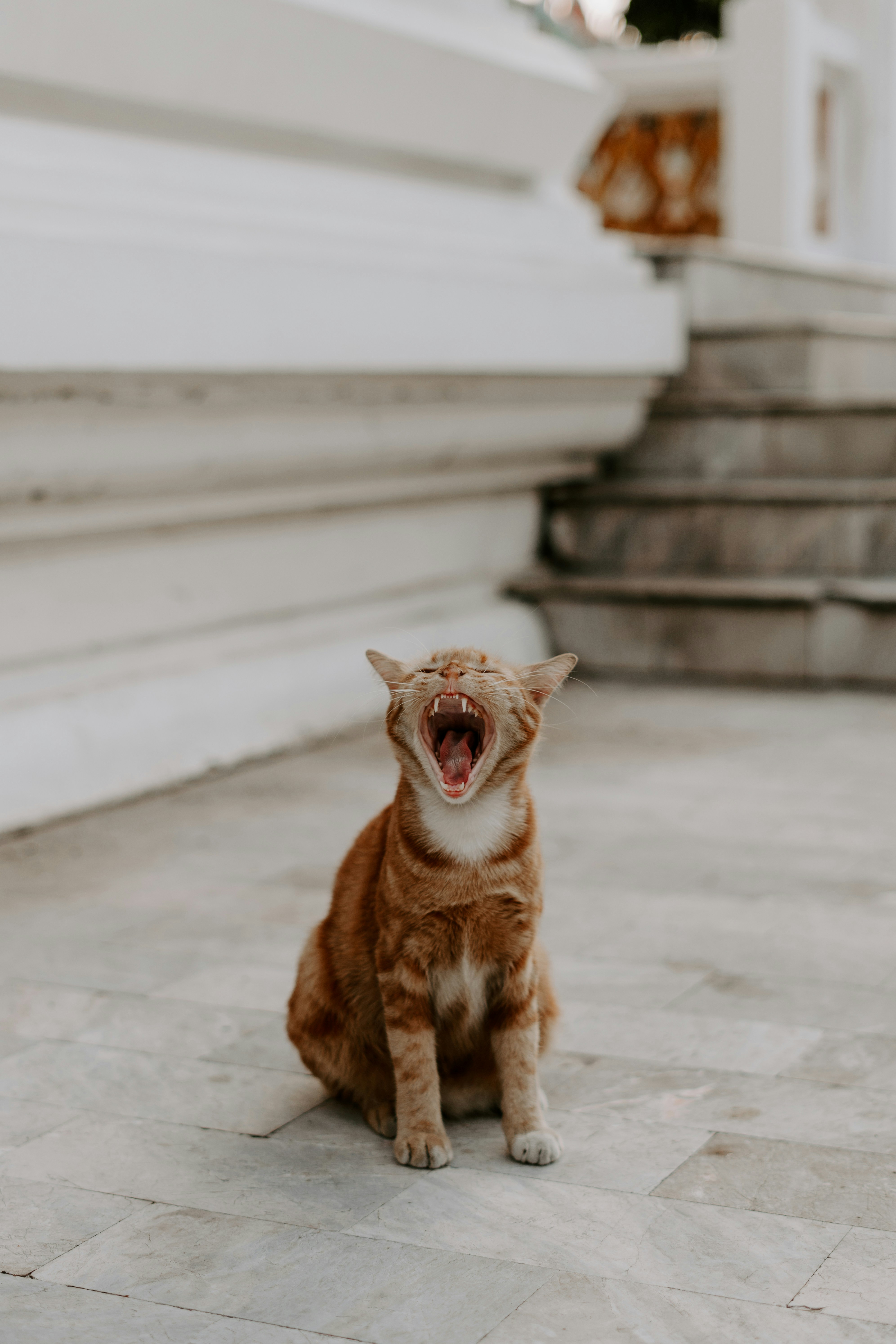 Ginger Yawn on Marble Steps: A Quiet Moment by White Architecture