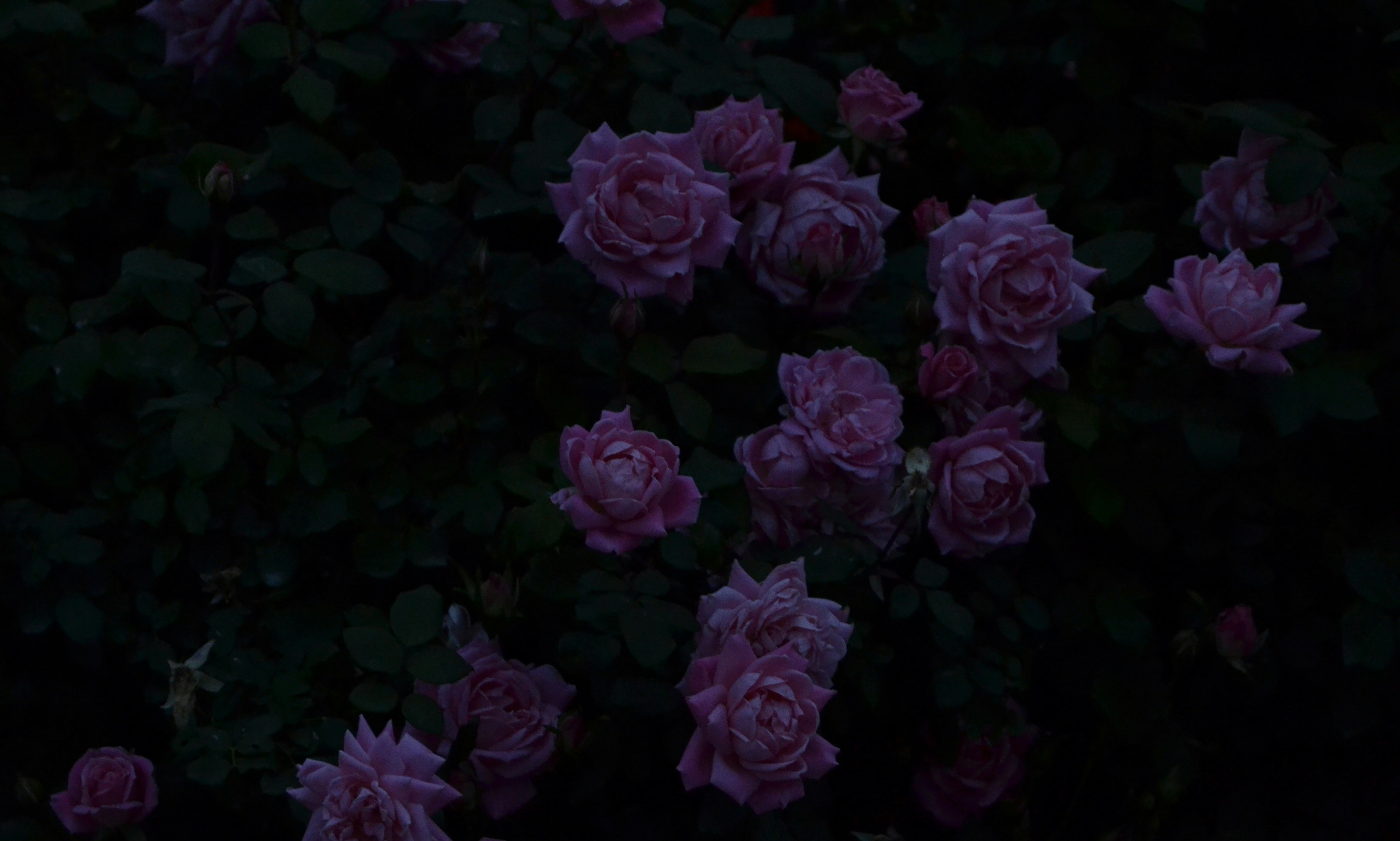 Midnight Velvet: A Quiet Rose Garden in Shadow