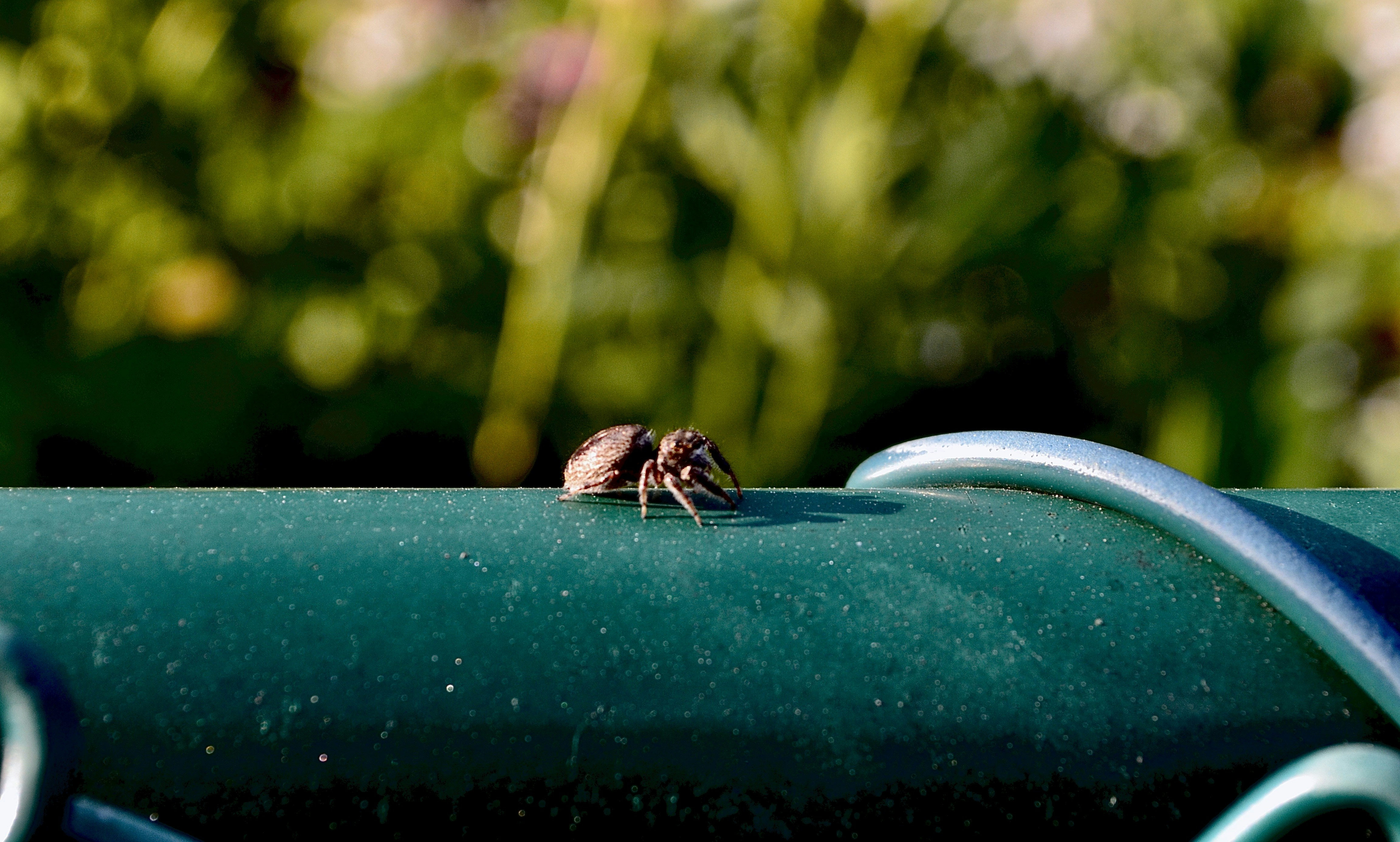 Un pequeño insecto sentado encima de una pipa verde foto – Imagen de ...