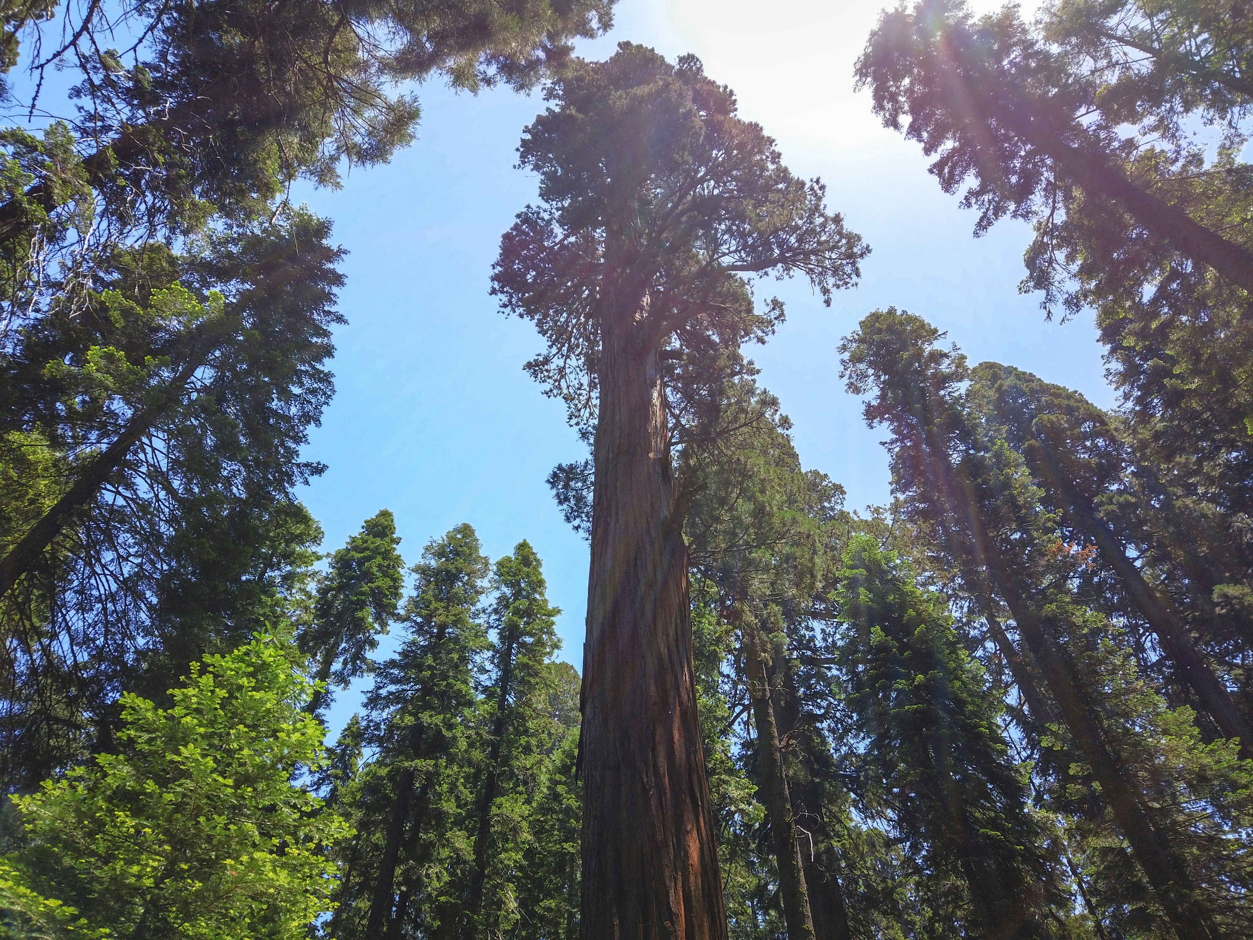 The sun shines through the tall trees in the forest photo – Free ...