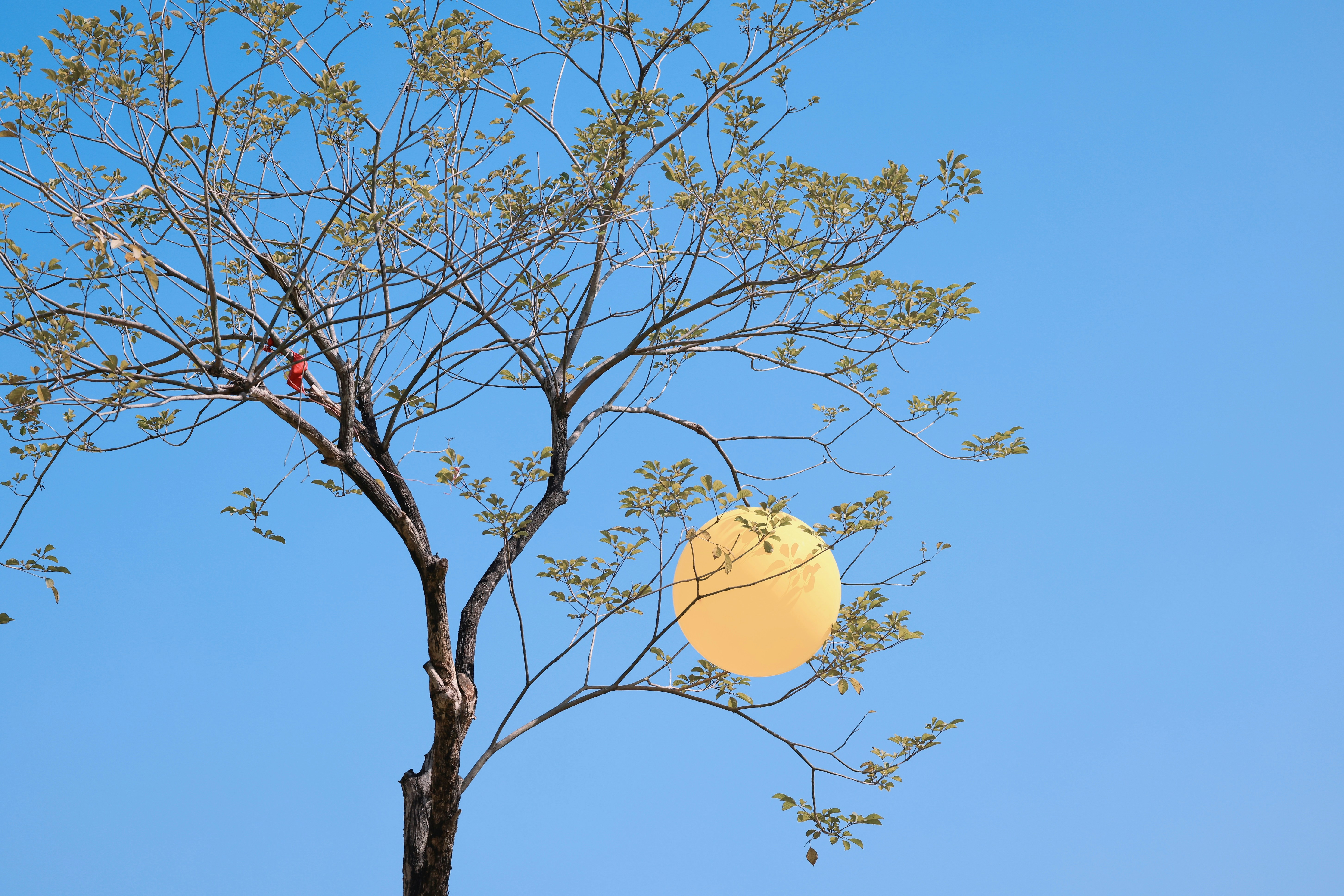 A tree with a yellow frisbee stuck in it photo – Free Nature Image on ...