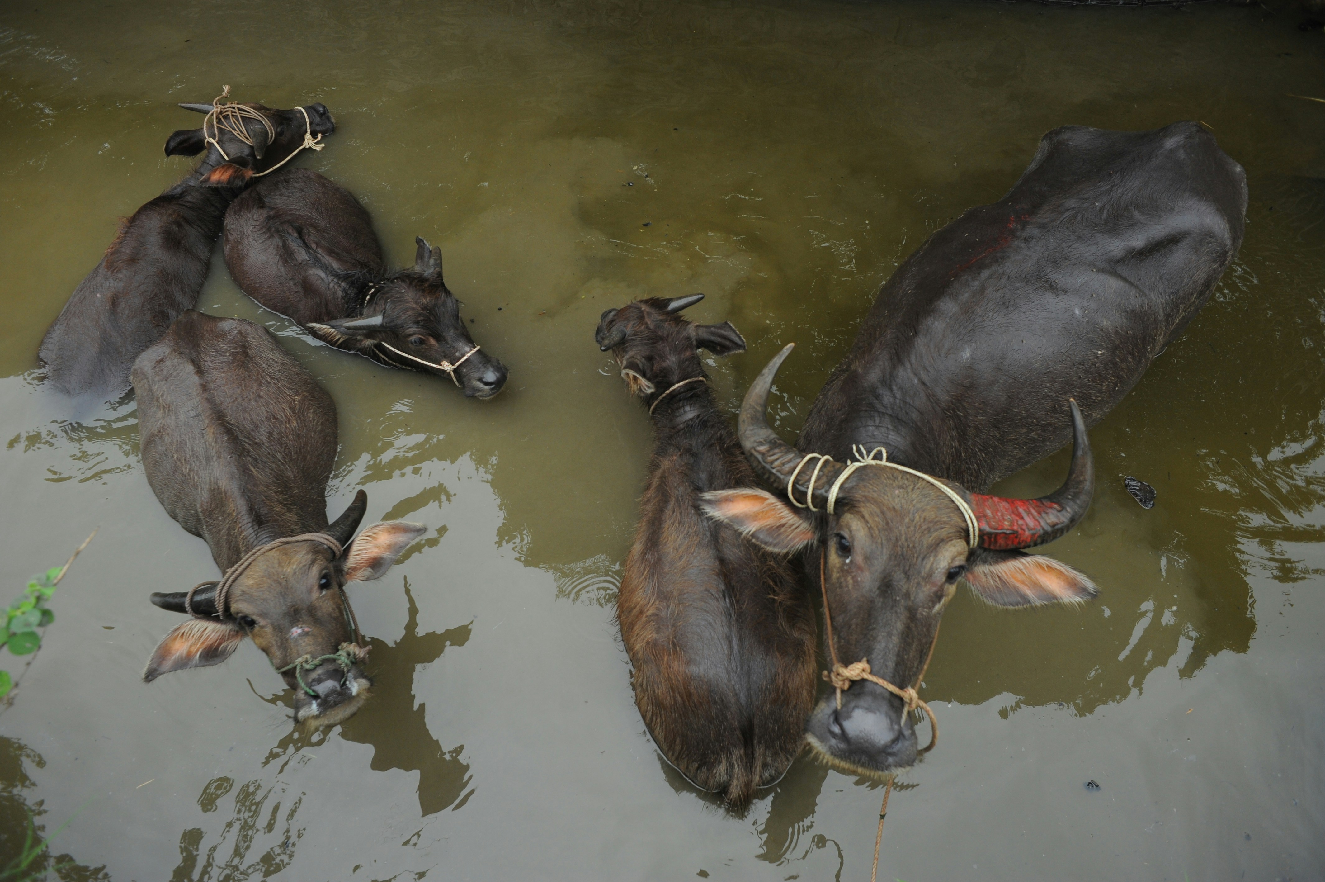 Herd in the Mud: Five Water Buffalo Resting in a Murky River