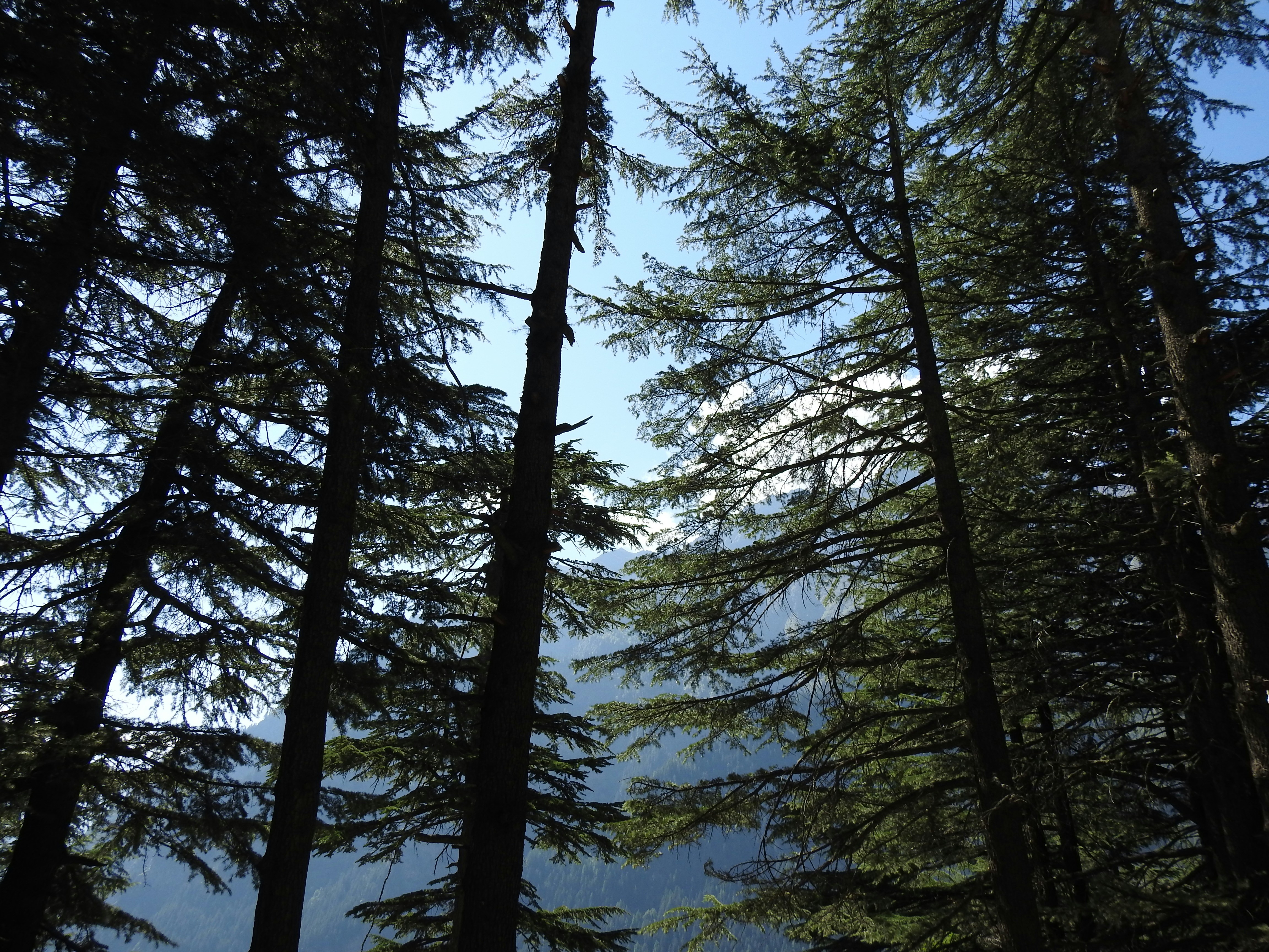A group of tall pine trees standing next to each other photo – Free ...