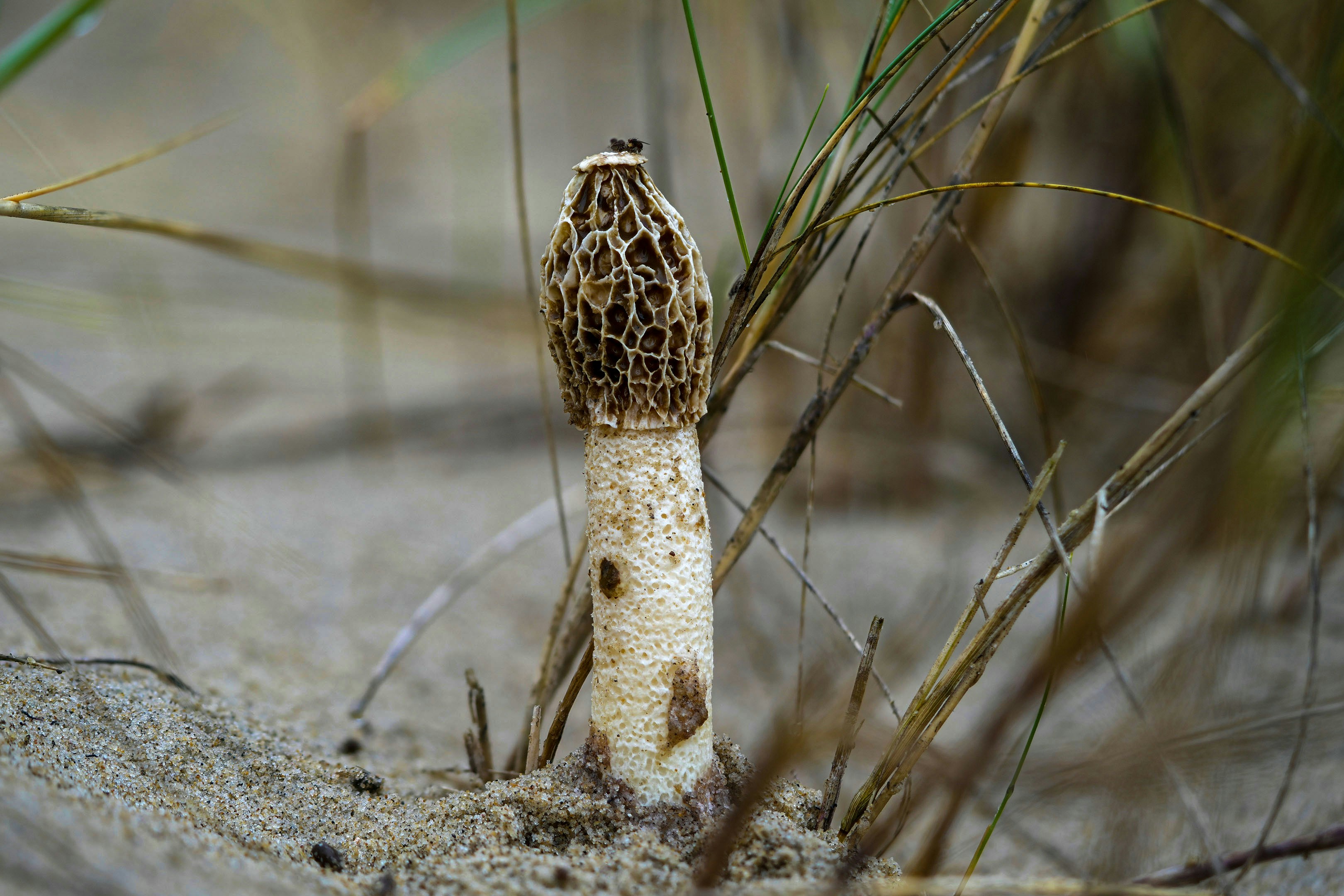 Lone Morel Emerges from Sand-Grass Dune
