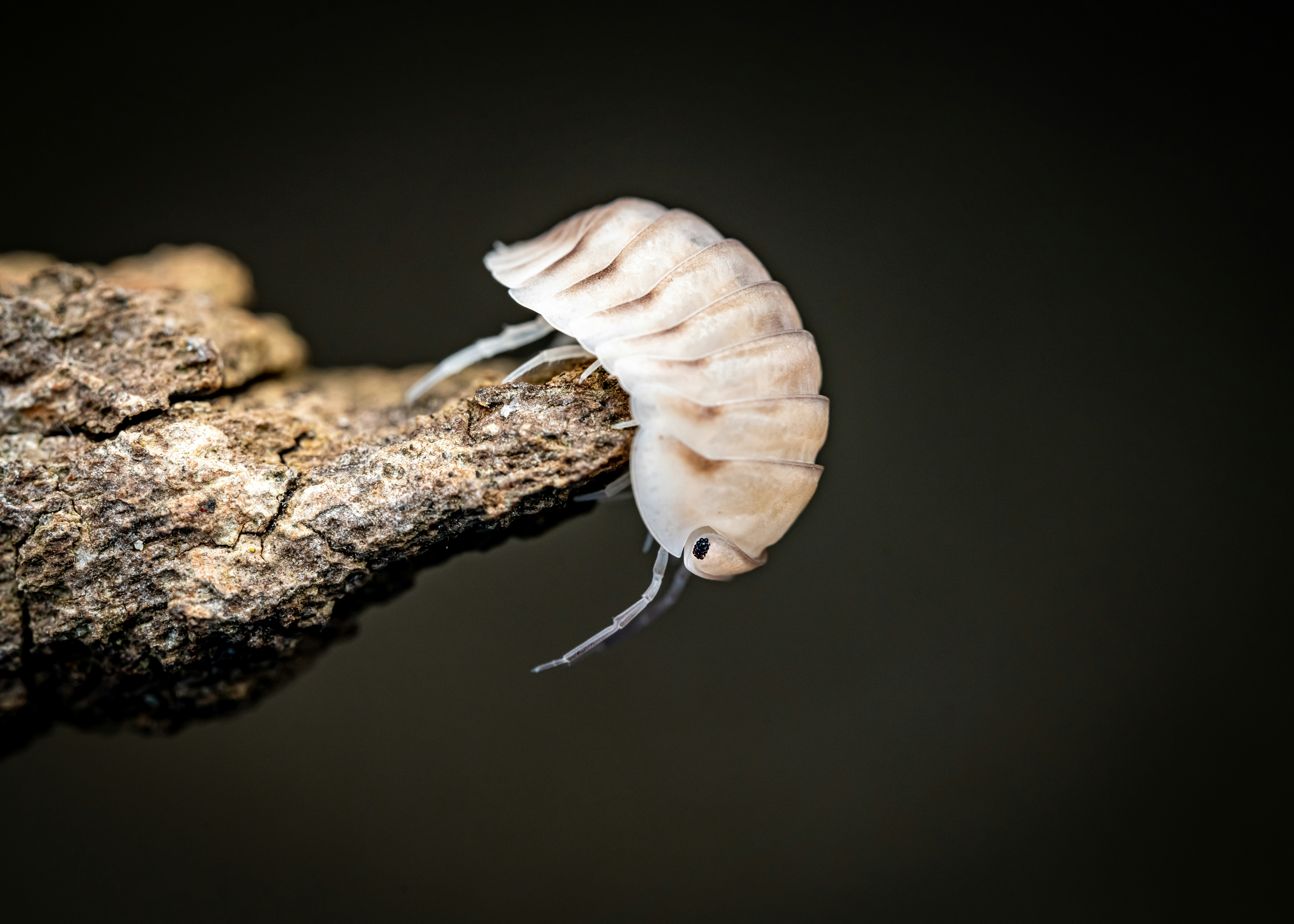Un insecte blanc rampant sur une branche d’arbre photo – Image gratuite ...