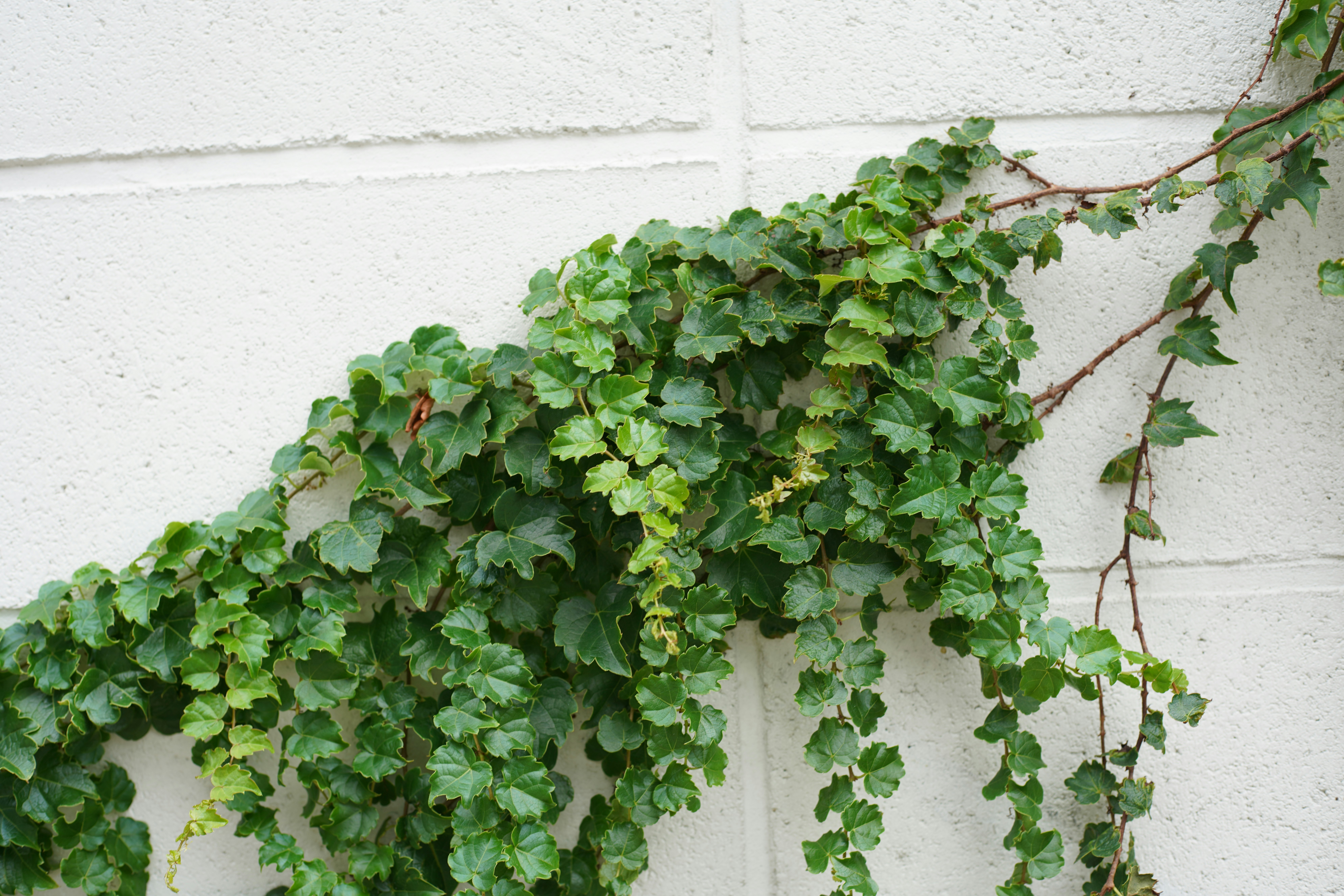 Nature's Embrace: The Verdant Wall