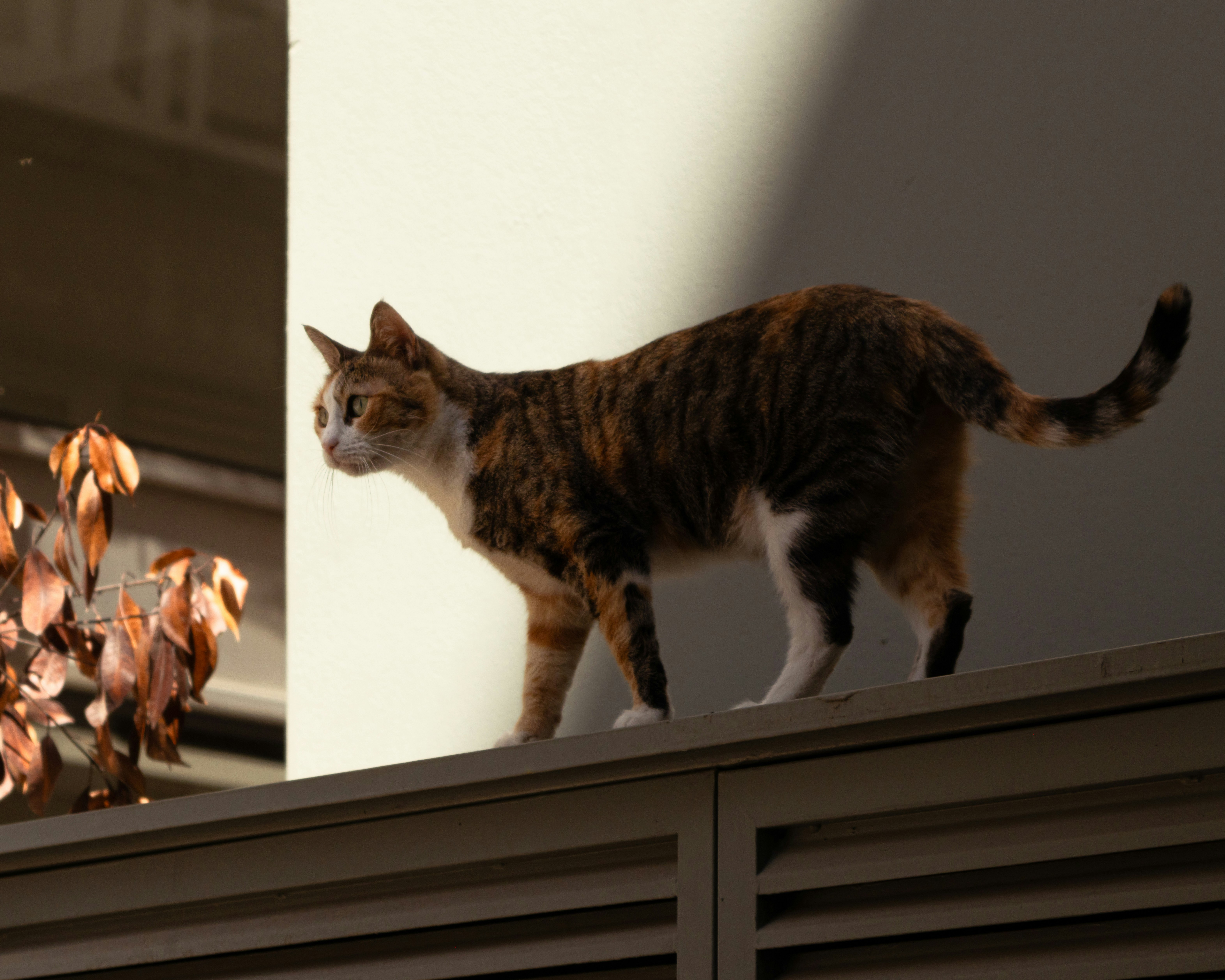 Sunlit Rooftop Prowl: Calico Cat on the Edge