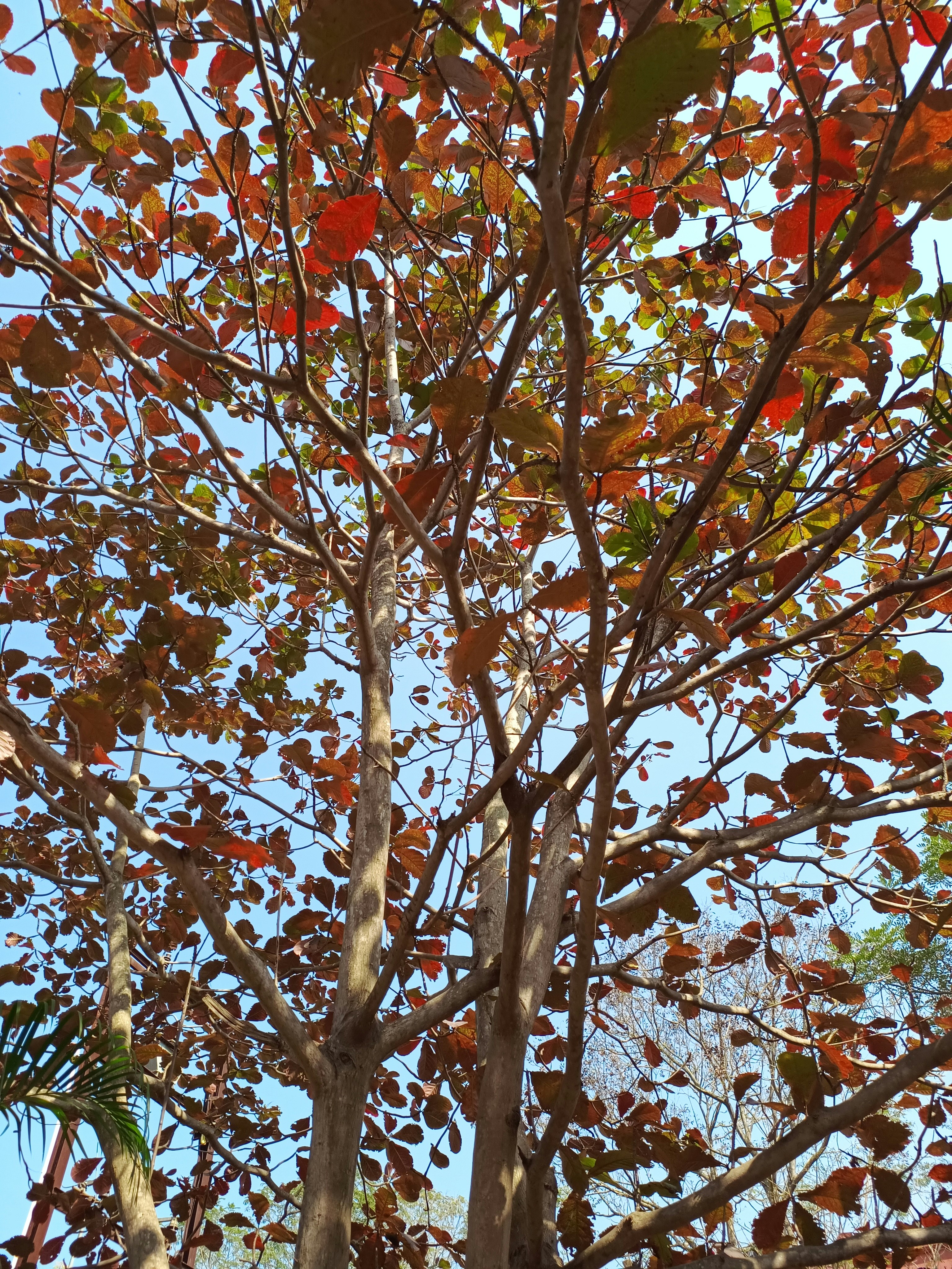 Sample photo from Motorola Edge 40