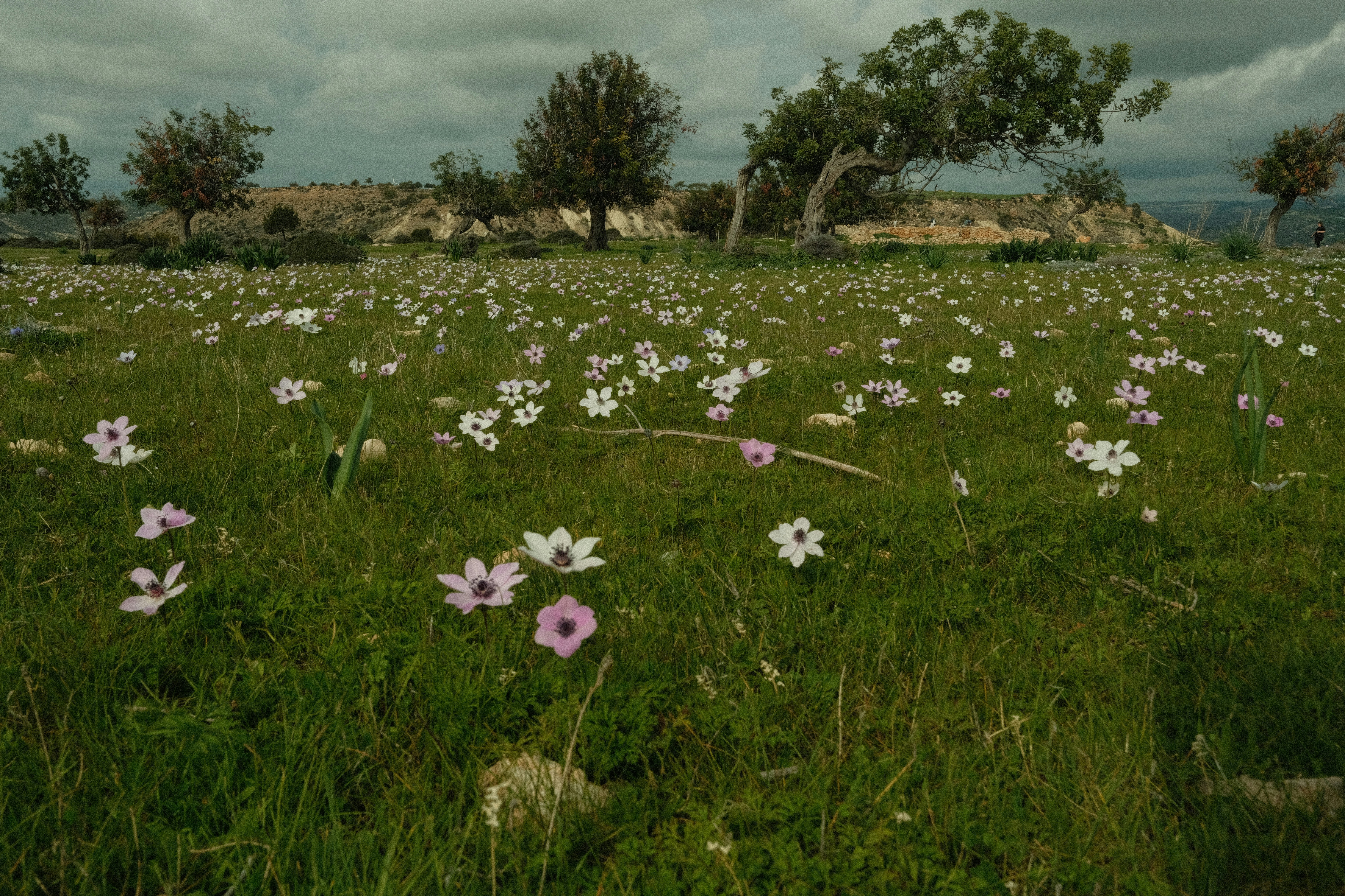 Pastel Meadow Reverie: Pink and White Blooms Beneath a Cloudy Canopy