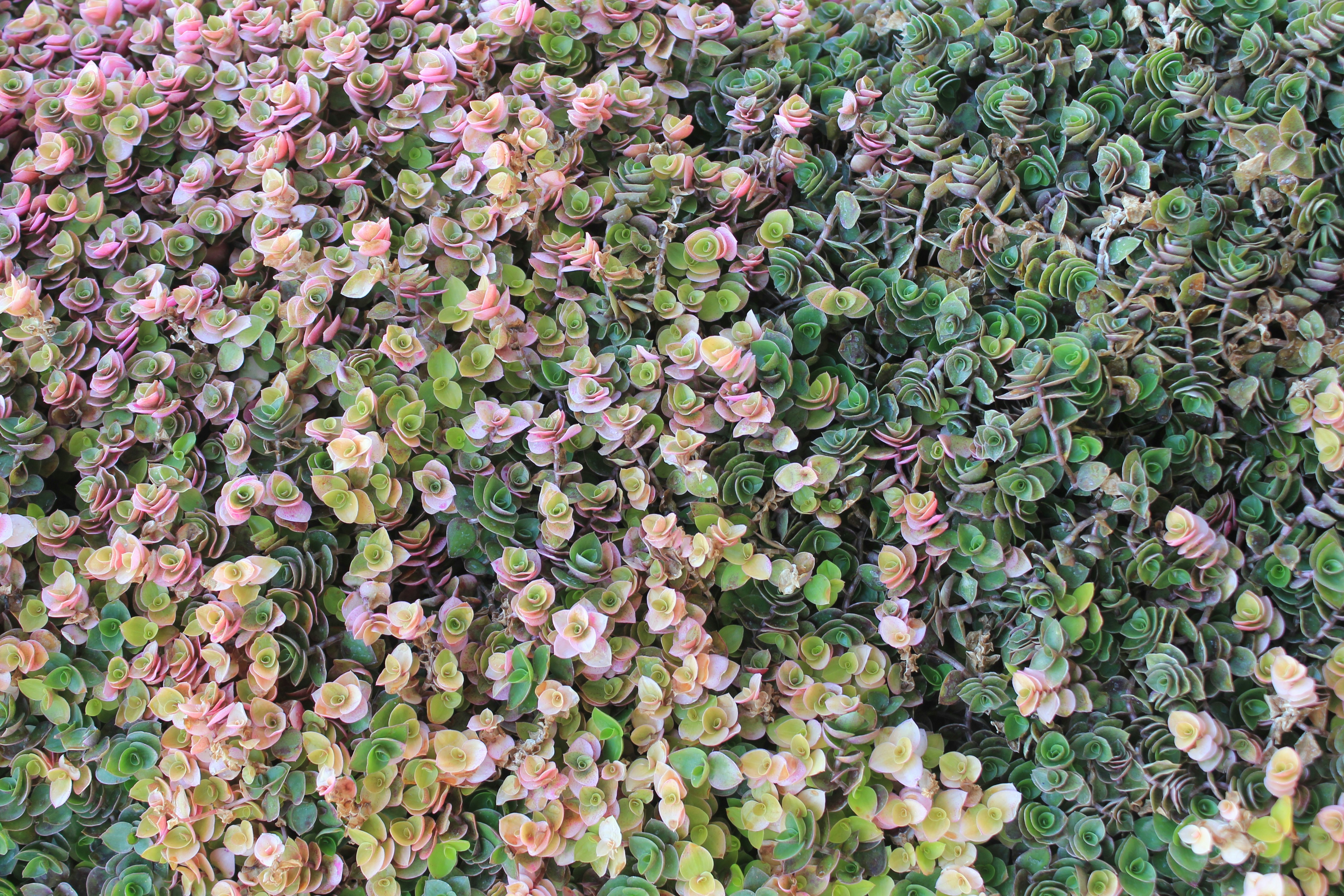 Rosette Mosaic: Close-Up of Tiny Succulent Leaves Weaving a Living Carpet