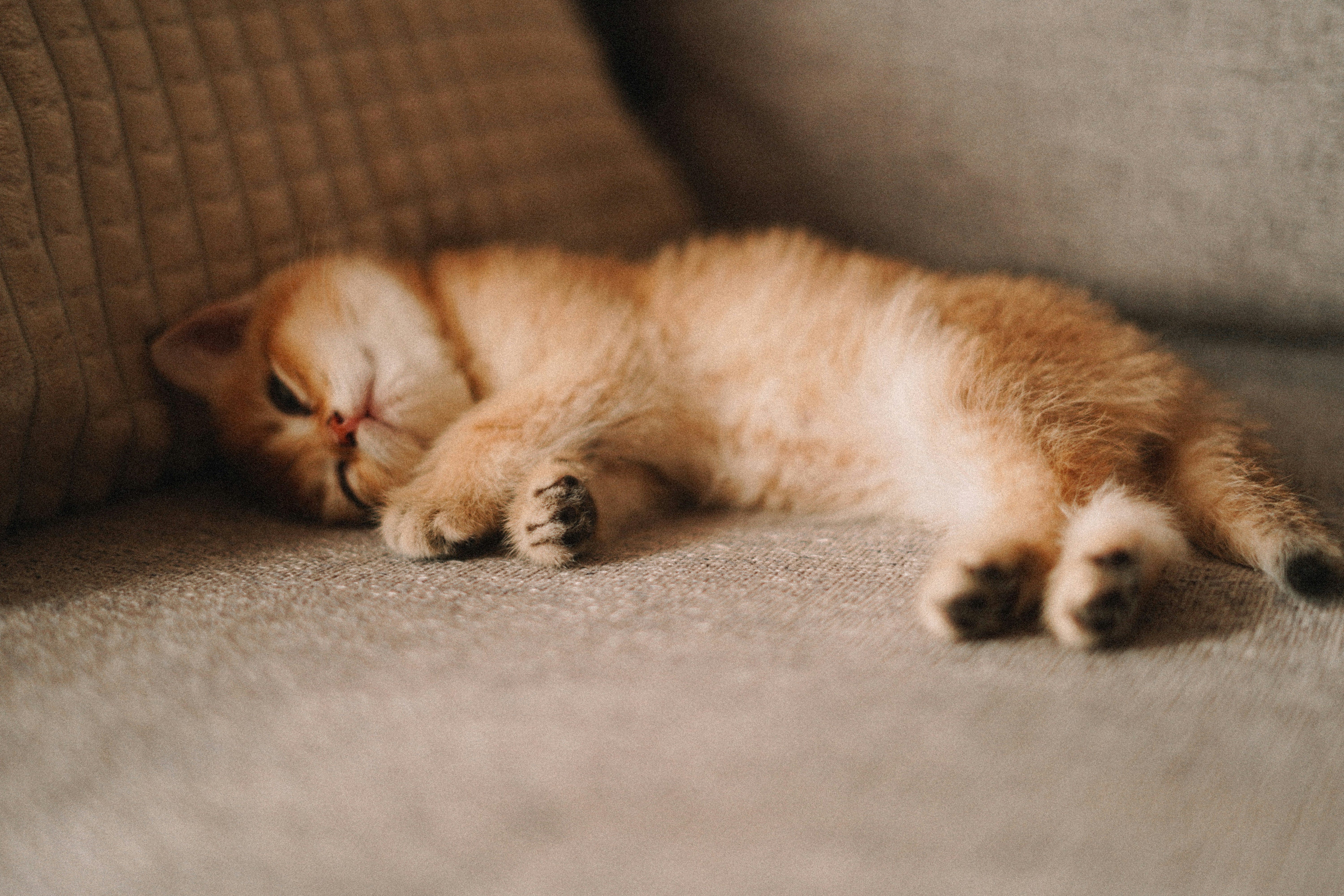 A small kitten is sleeping on a couch photo – Free Cat Image on Unsplash