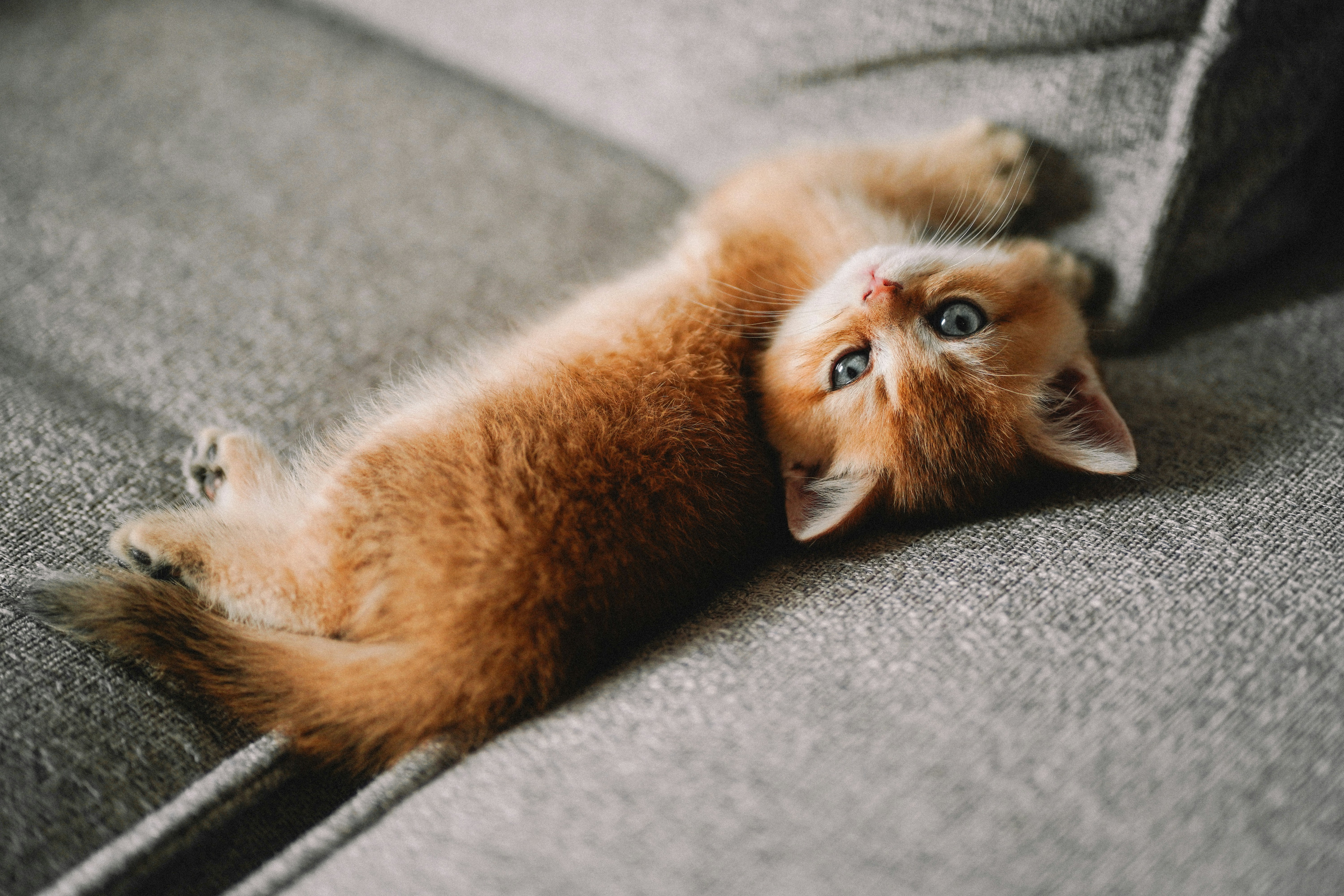 A kitten laying on its back on a couch photo – Free Cat Image on Unsplash