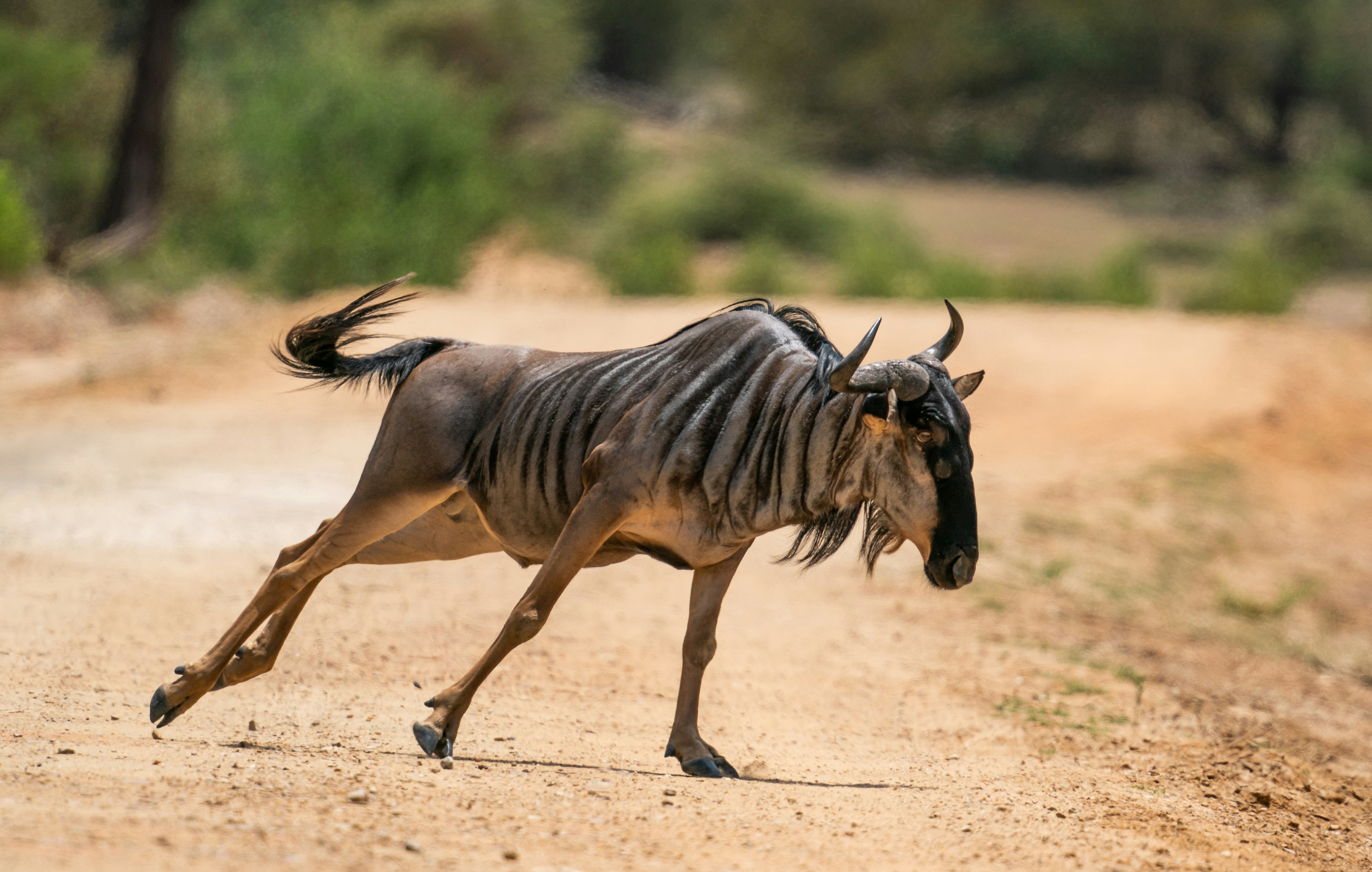 A wildebeest running across a dirt road in the wild photo – Free ...