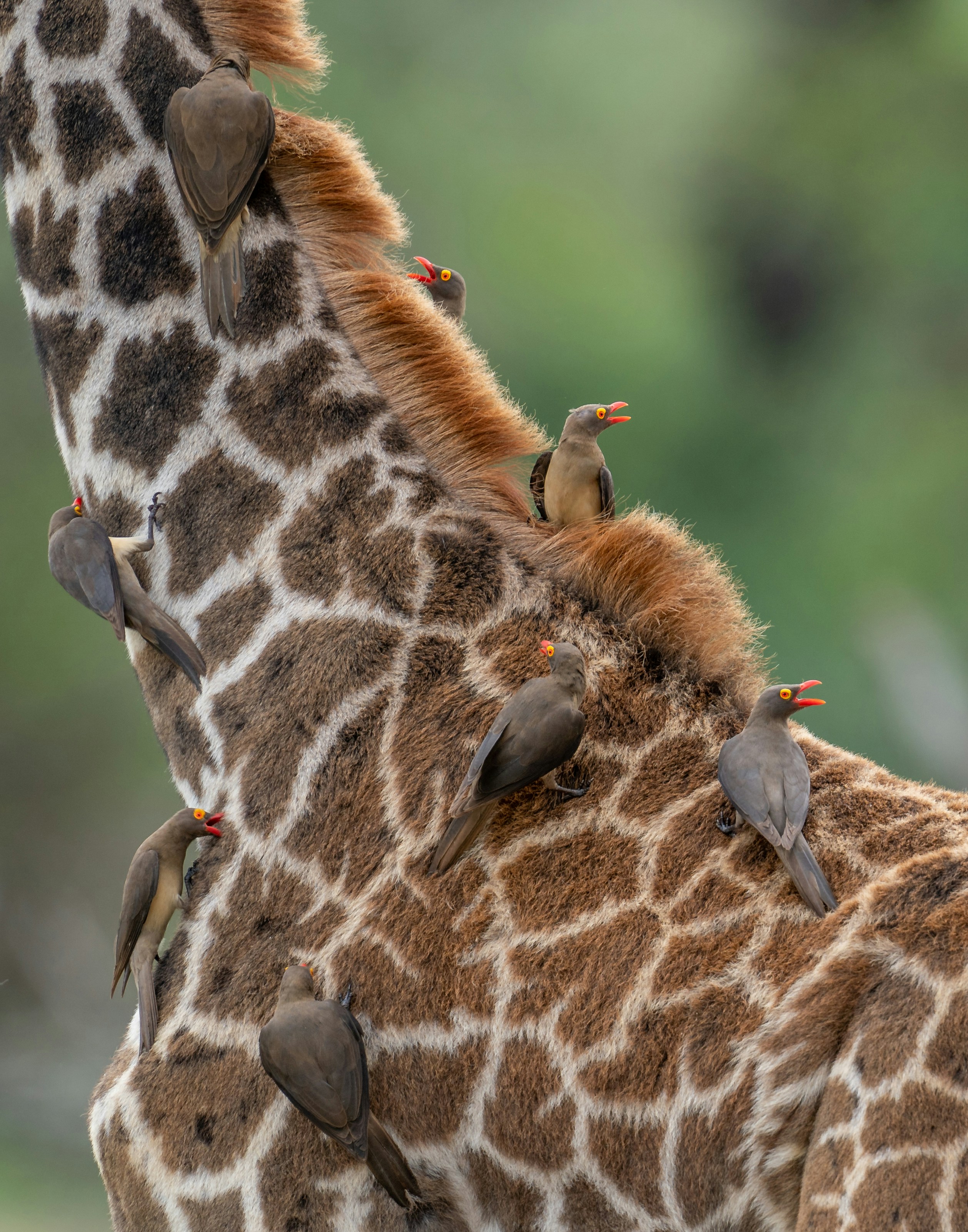 A giraffe with a bunch of birds on it's back photo – Free Nyerere ...