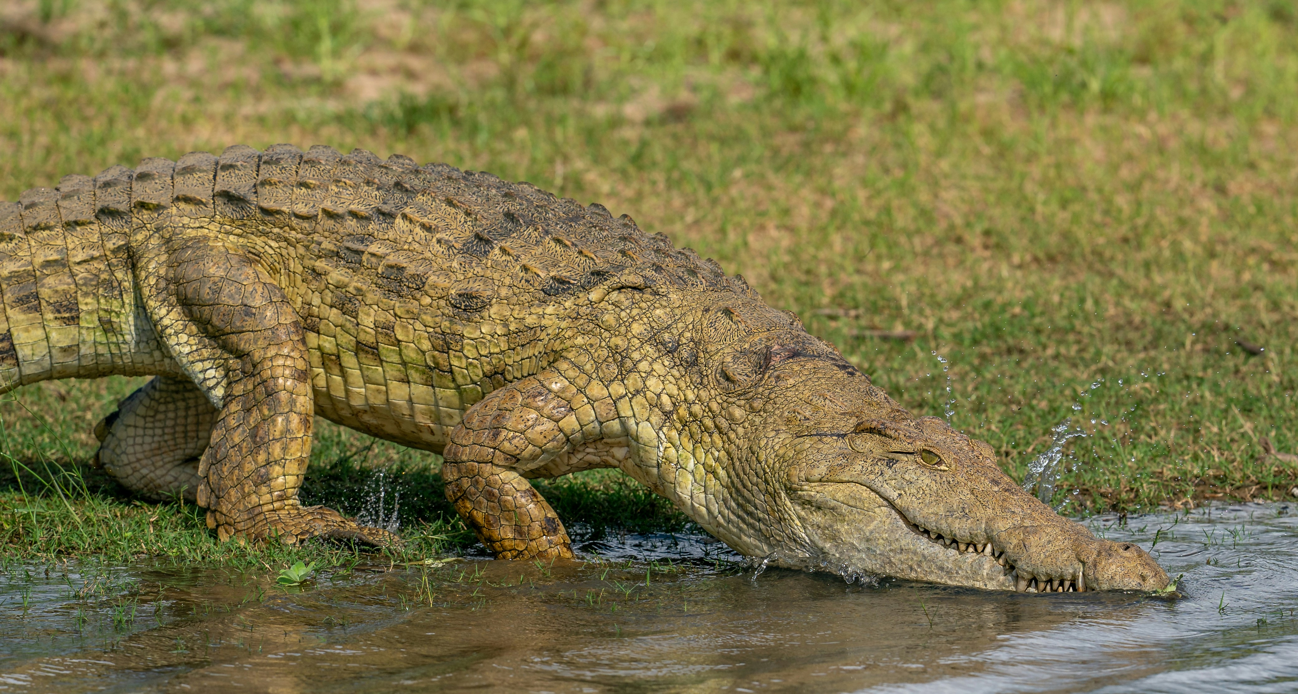Sunlit Nile Crocodile Drifting into the Mire