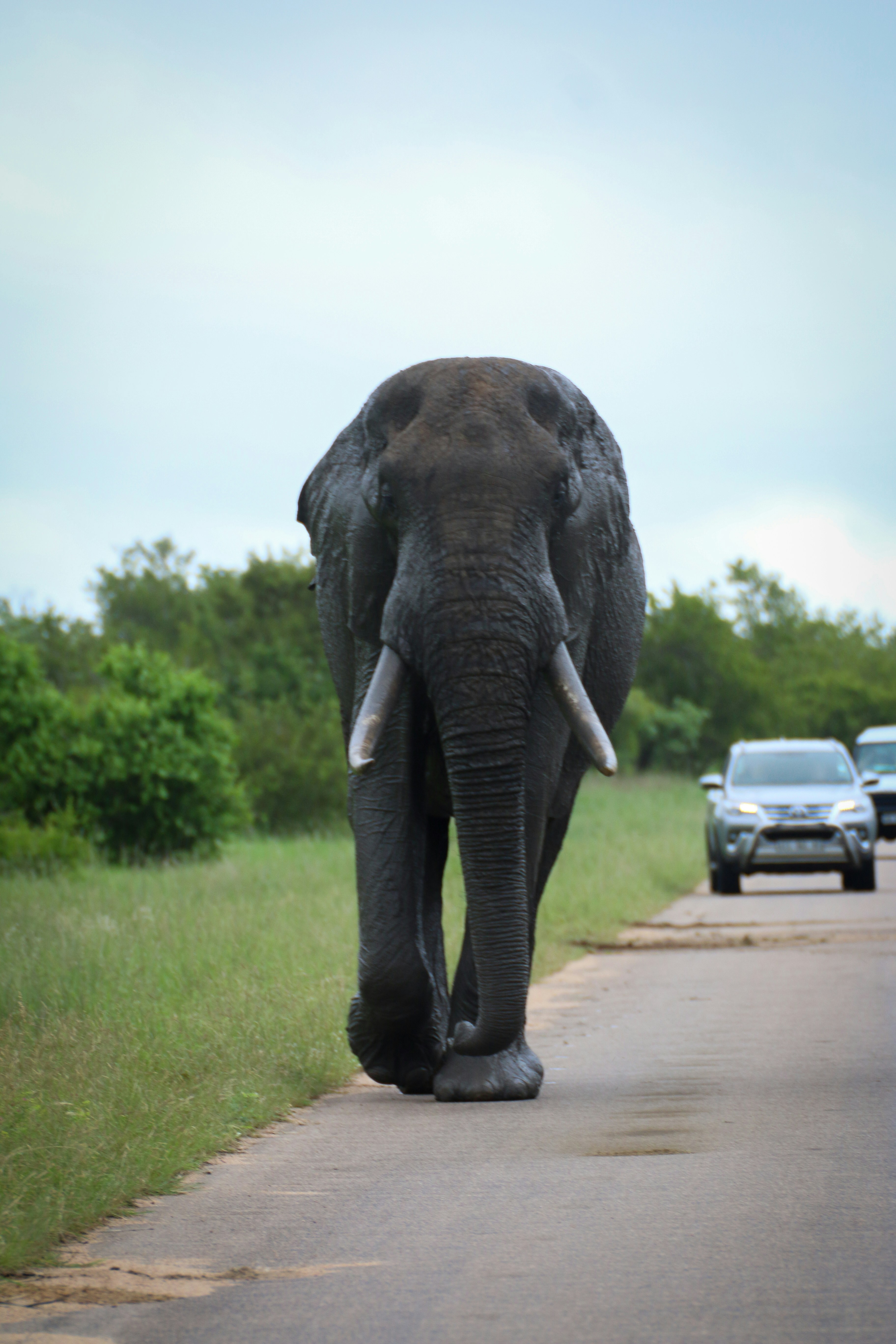 elephant walking down road