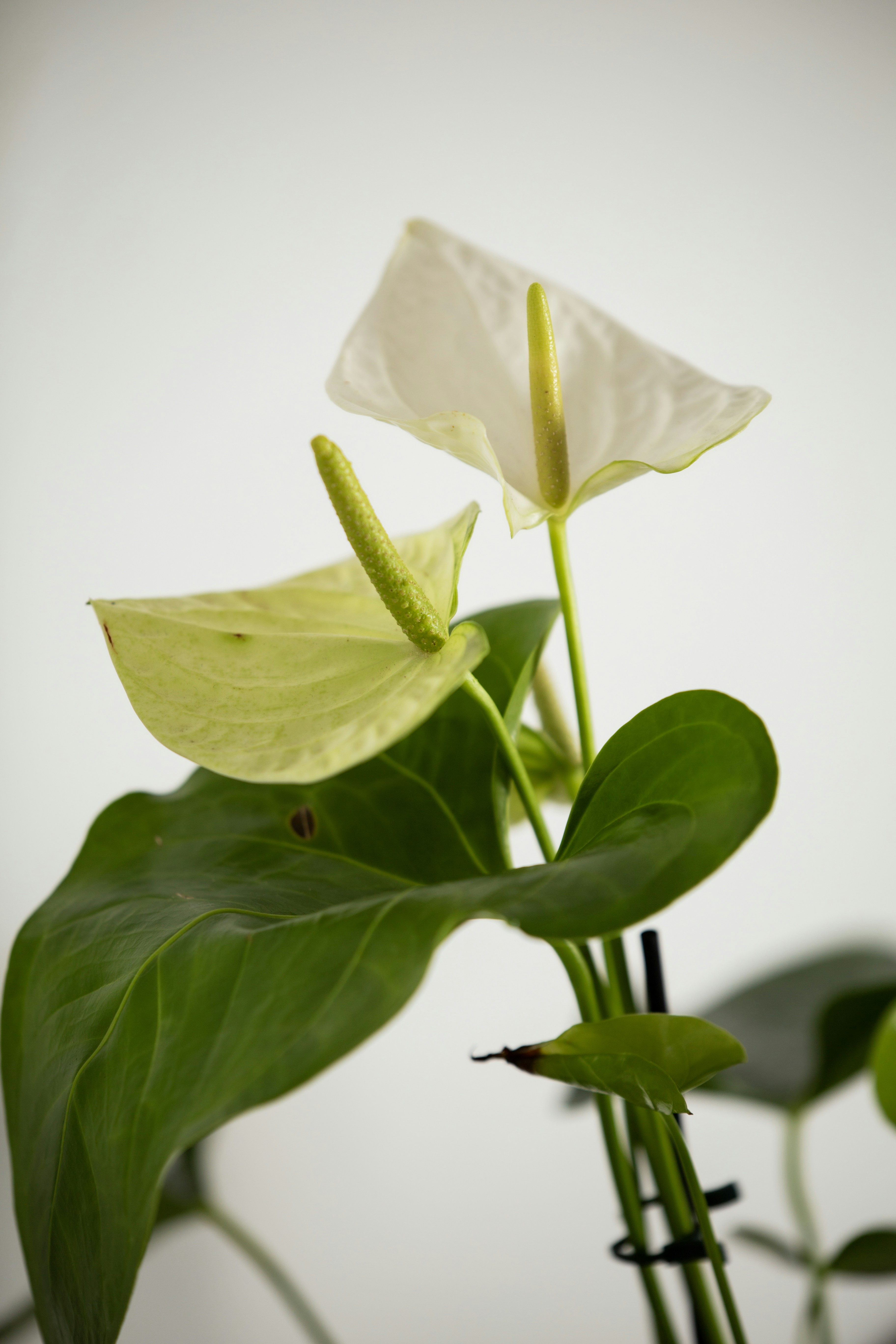 Moonlit Heart: an Anthurium in Sharp Focus Against a Soft White Backdrop
