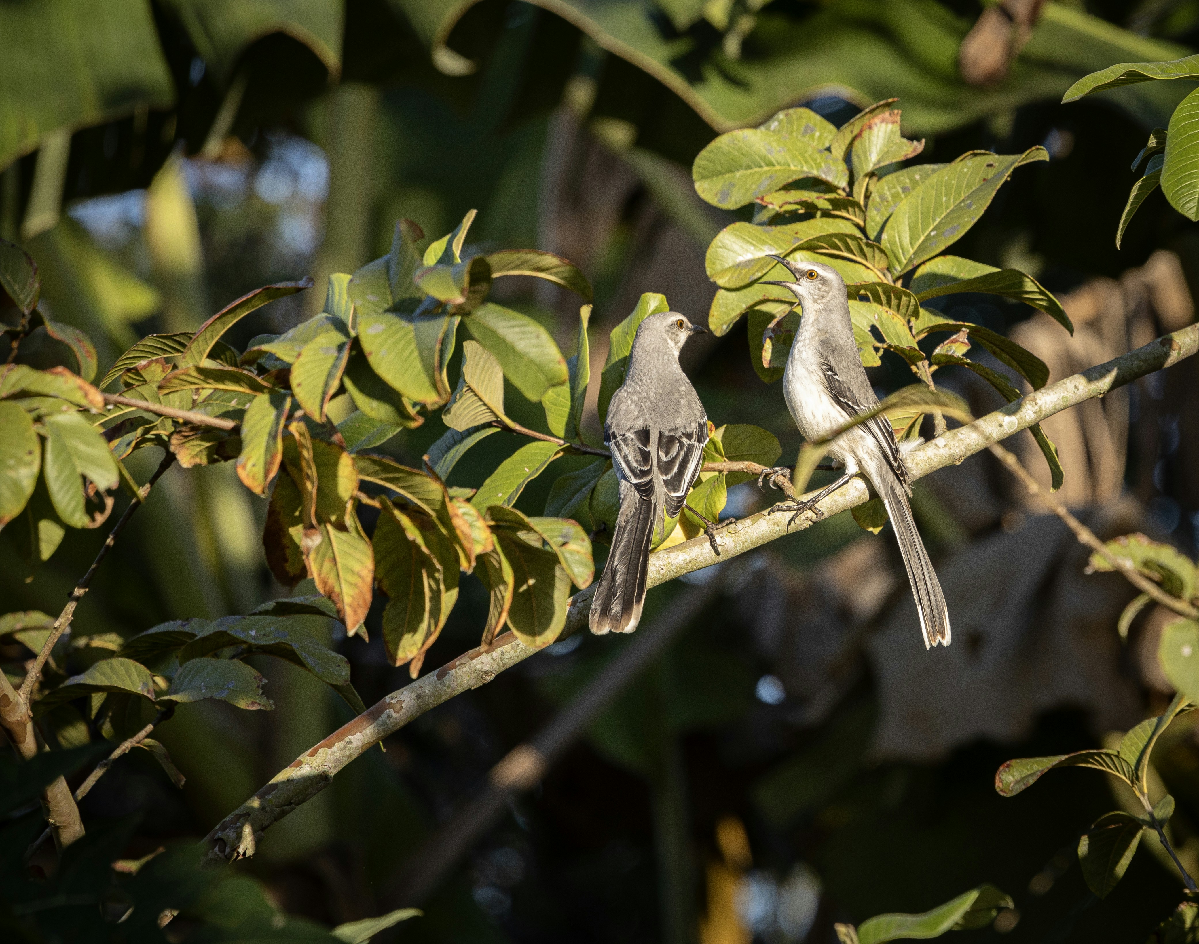 Two sparrow-like birds perched on a sunlit branch