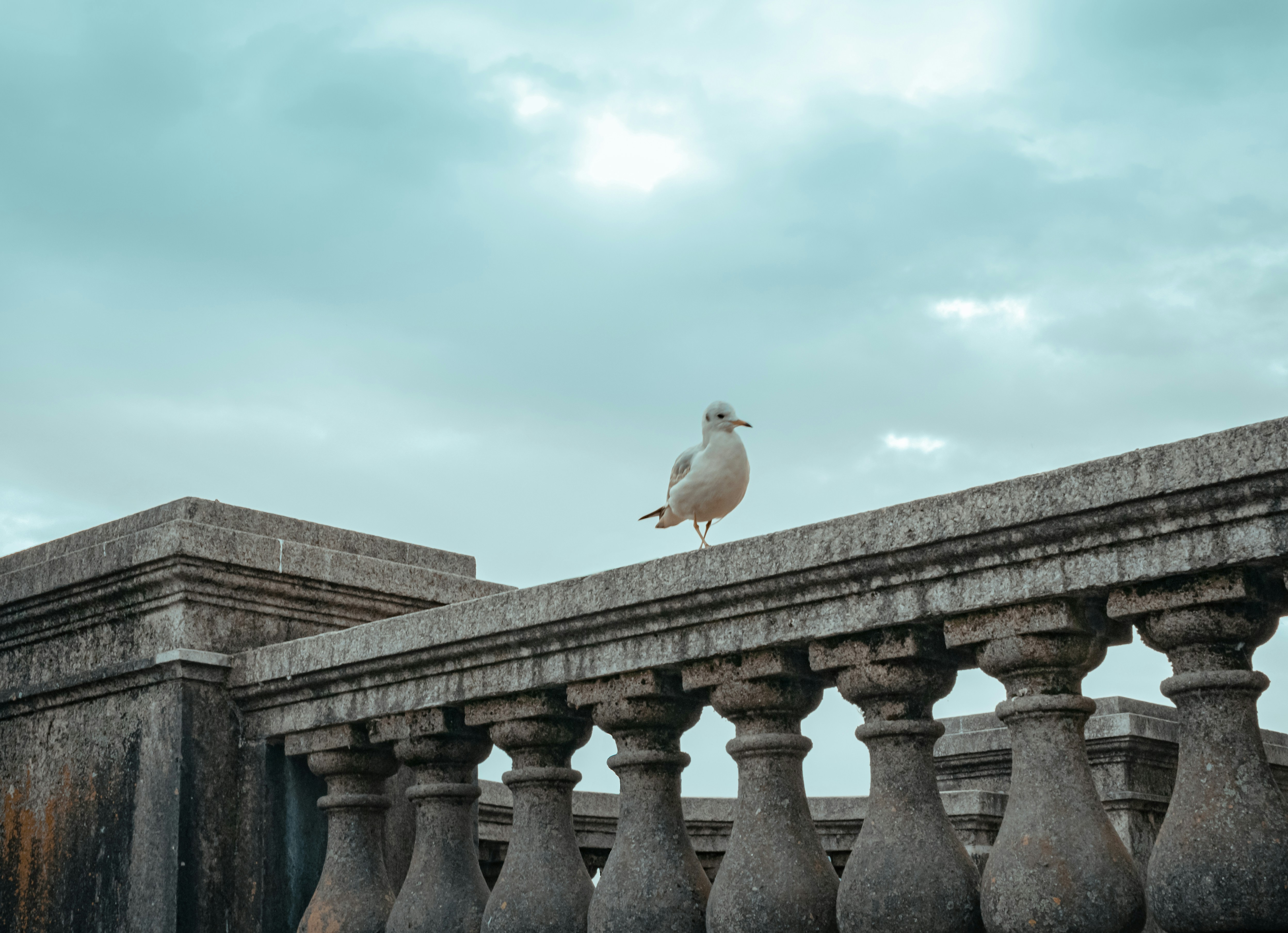 Seagull Resting on a Classic Balustrade