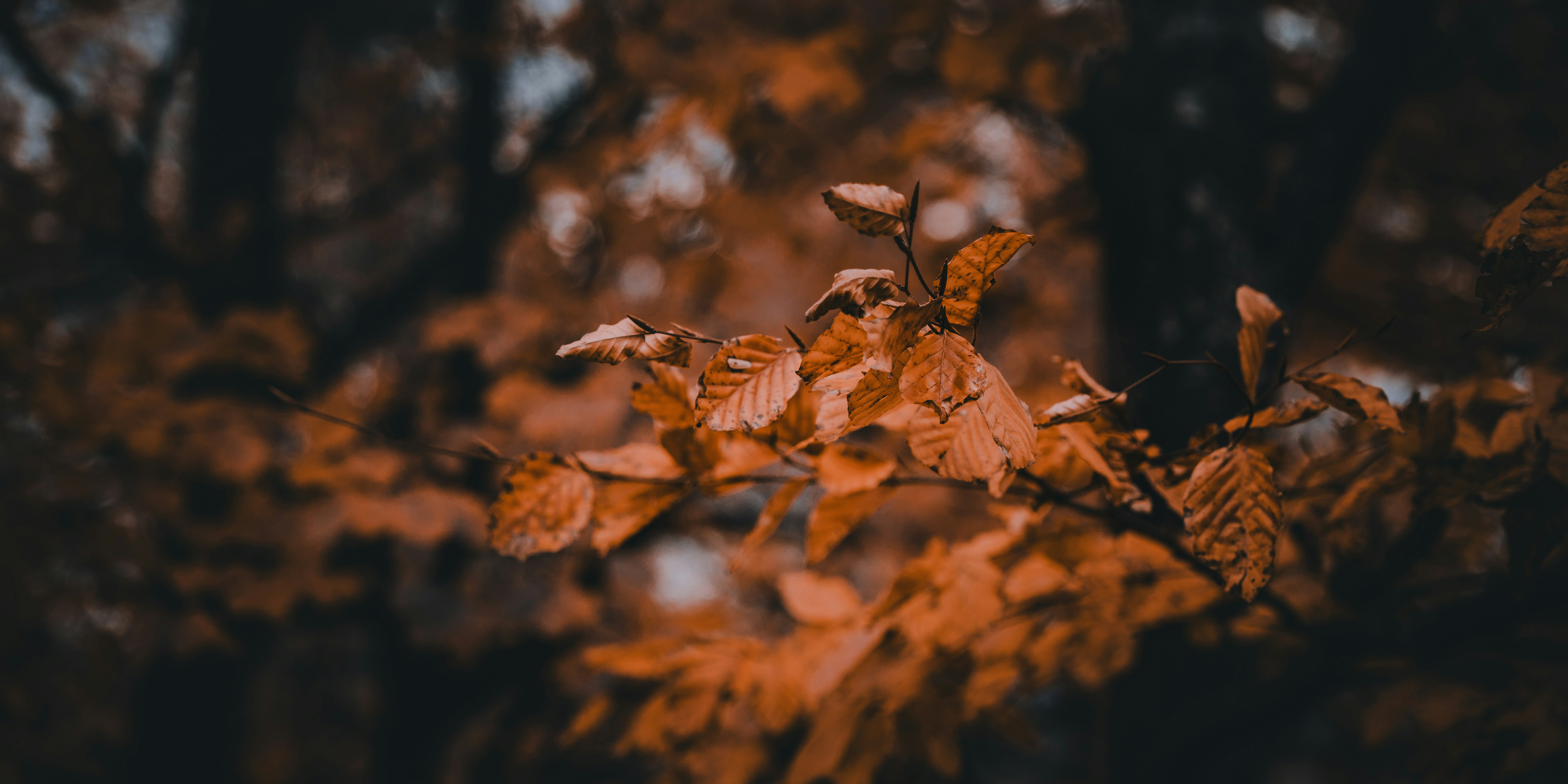 Golden leaves glisten in the soft light, creating a warm atmosphere amidst the blurred backdrop of a forest. Captures the essence of autumn's transition.