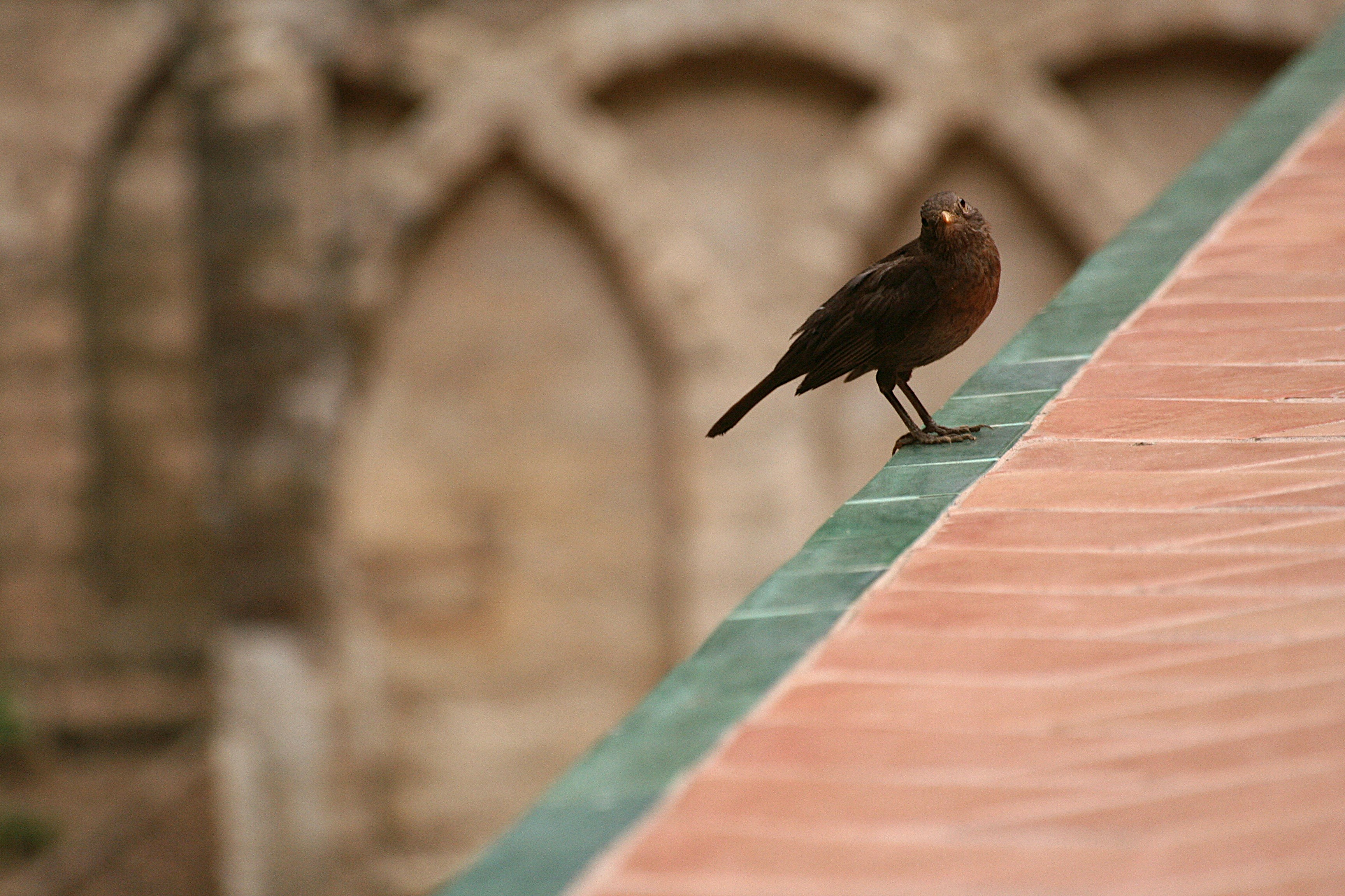 Perched Serenity on a Seville Rooftop