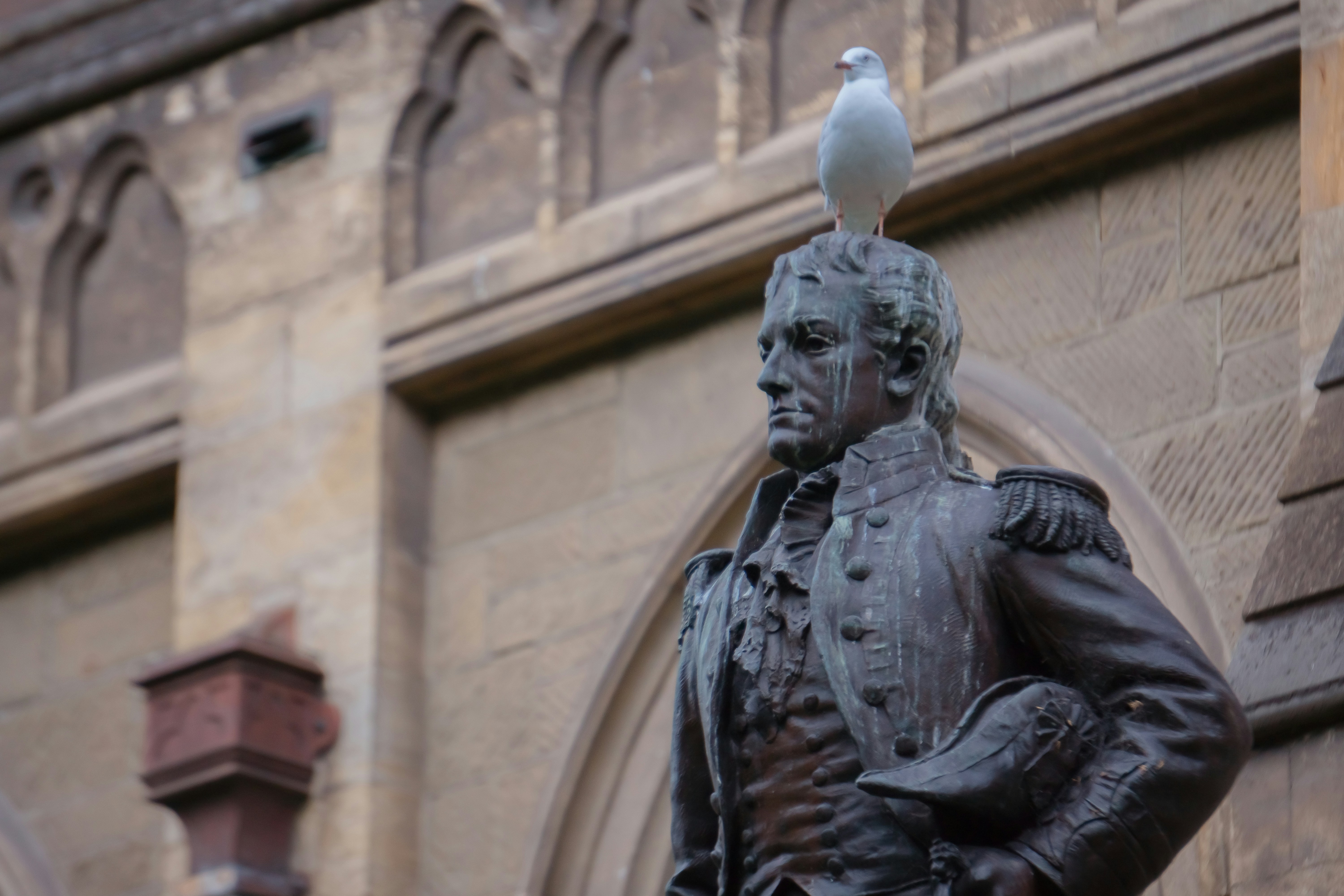Pigeon Overwatch: A Quiet Moment on a Weathered Soldier