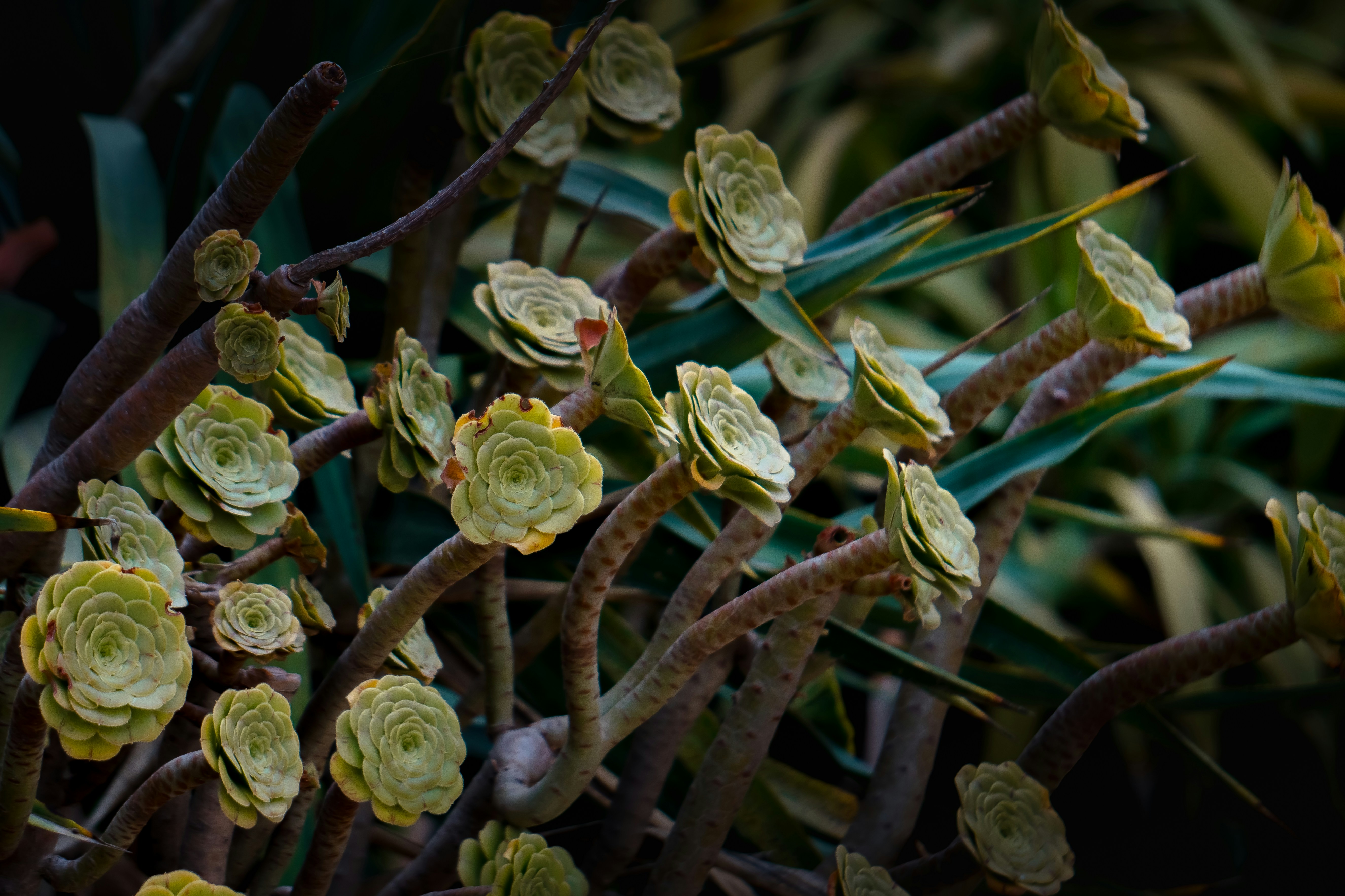 Verdant Rosettes Woven Through a Shadowed Thicket