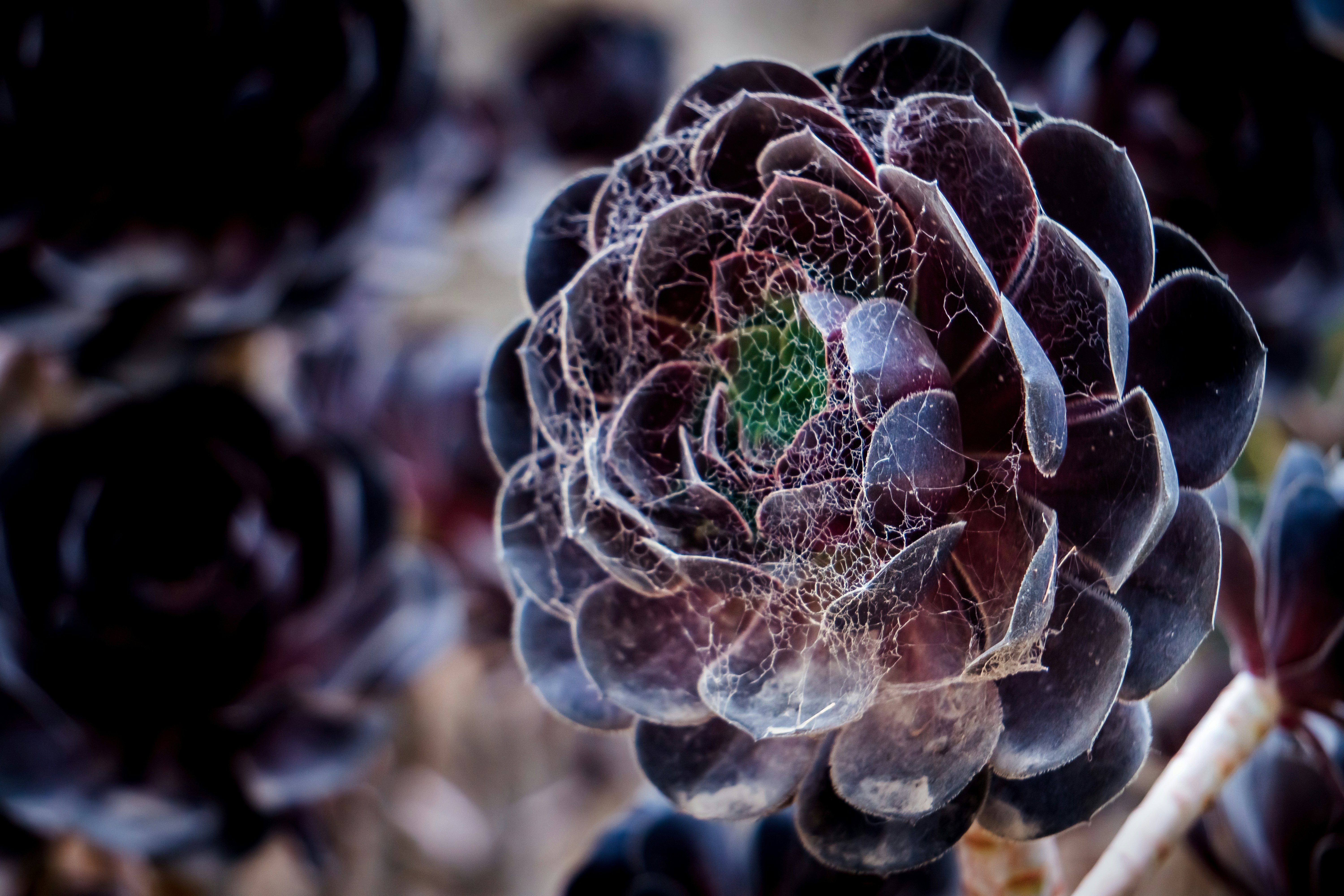 Centrally Framed Aeonium Macro: Rosette in Frosted Veins