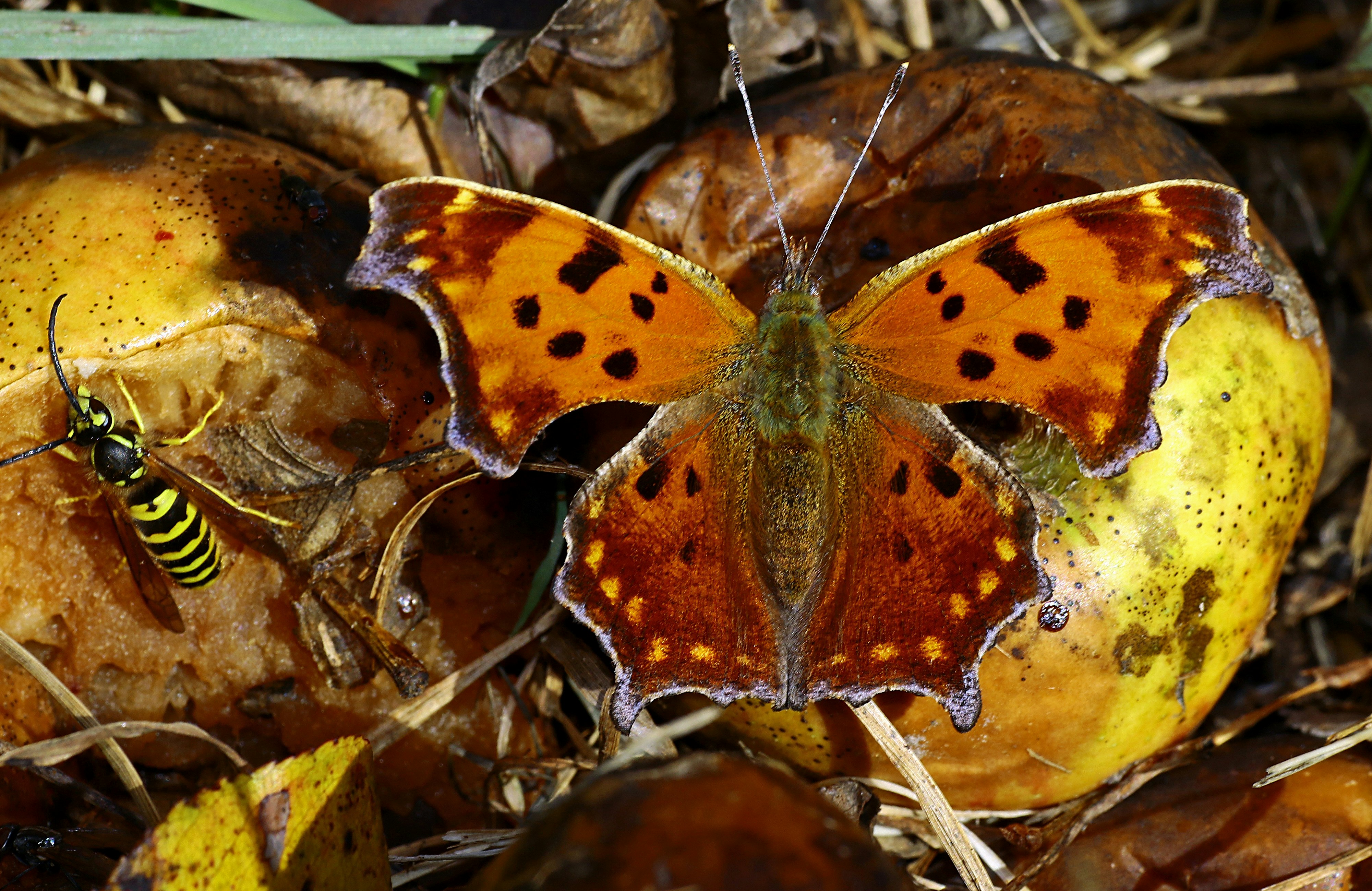 Winged Ember on Citrus: A Close-Up of Orange Wings Amid Leaf Litter