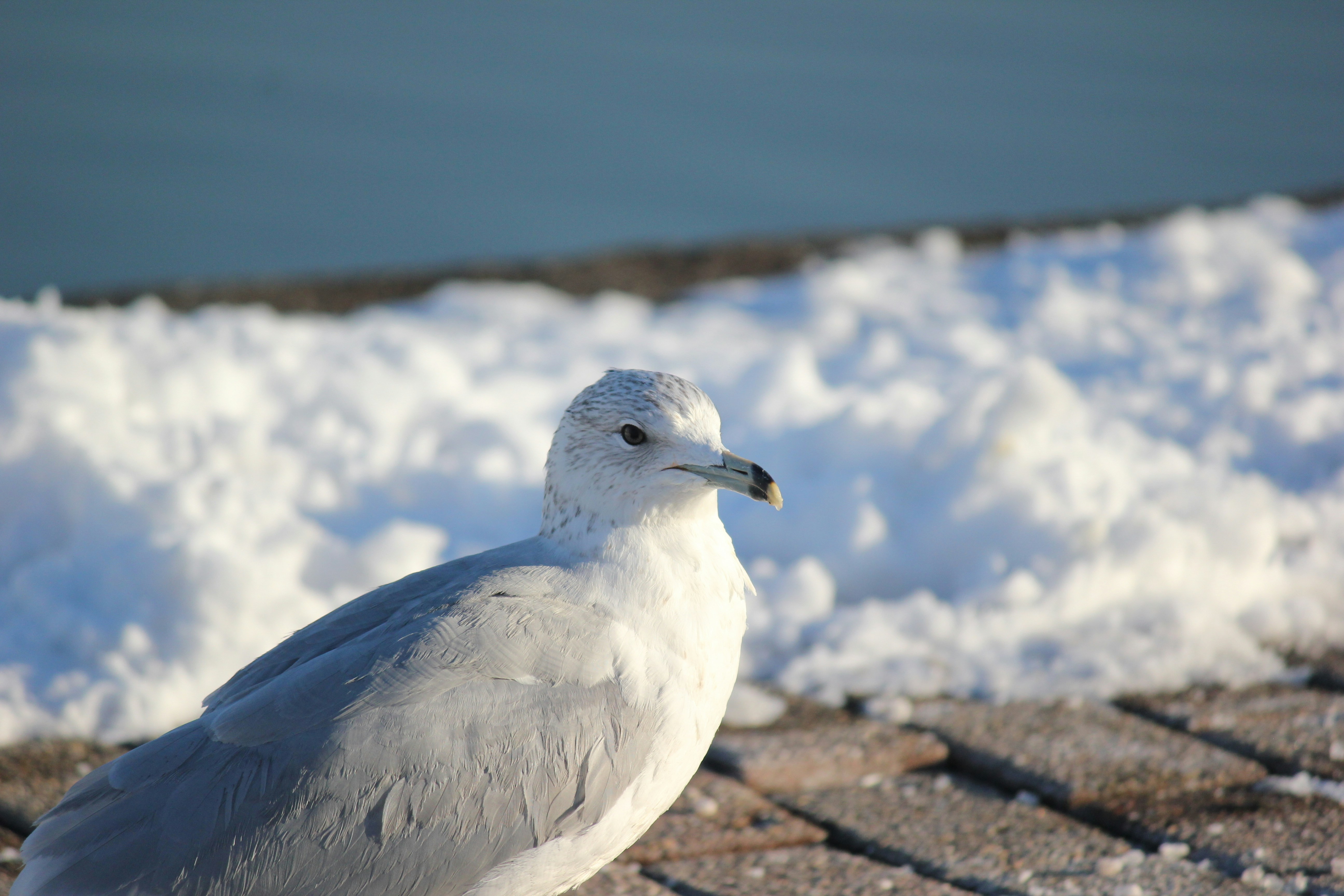 Seagull perched on a snowy shoreline with a blurred water backdrop.