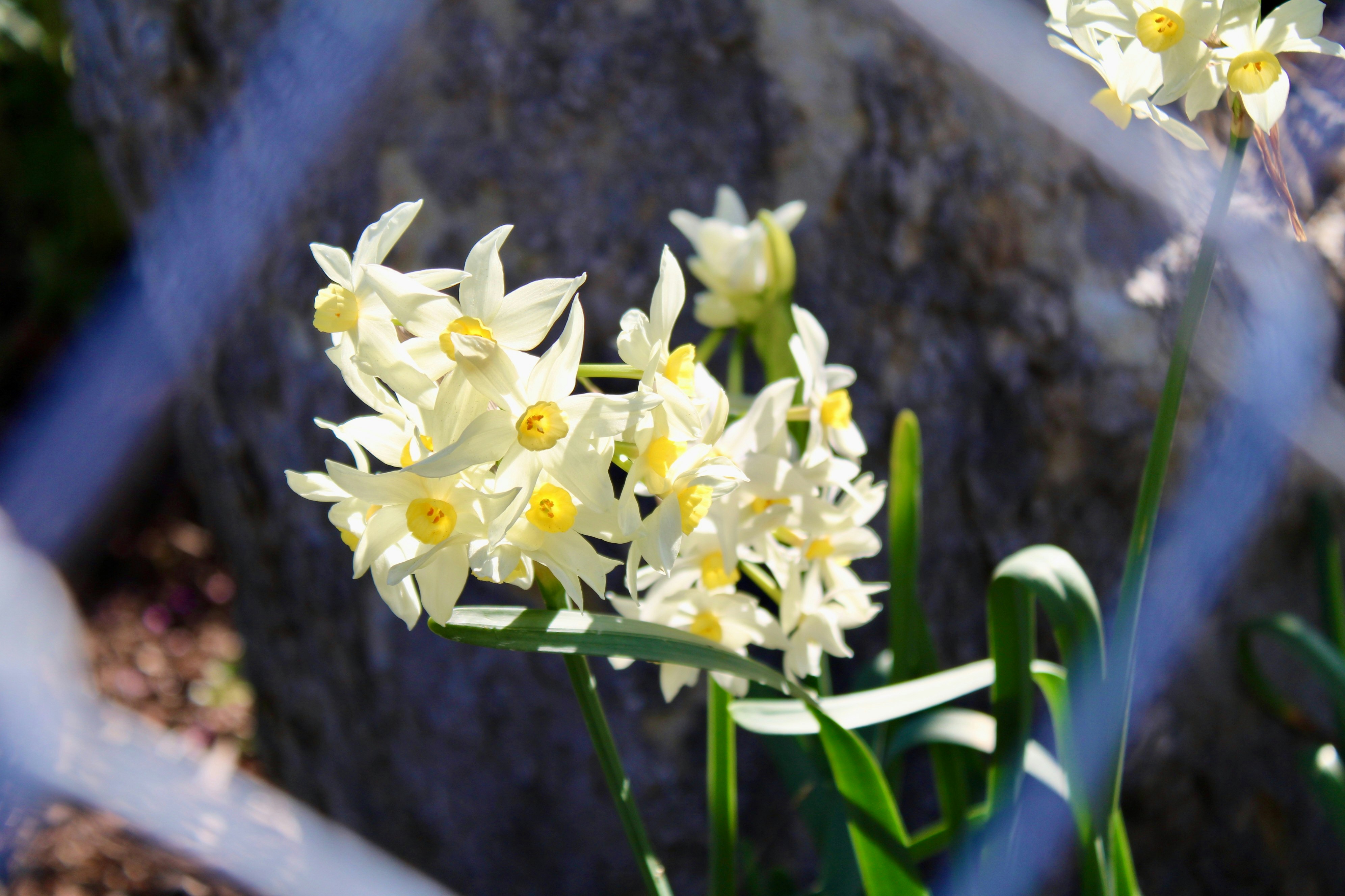 Narcissus in Focus: White Blooms Framed by a Cool Diagonal Veil
