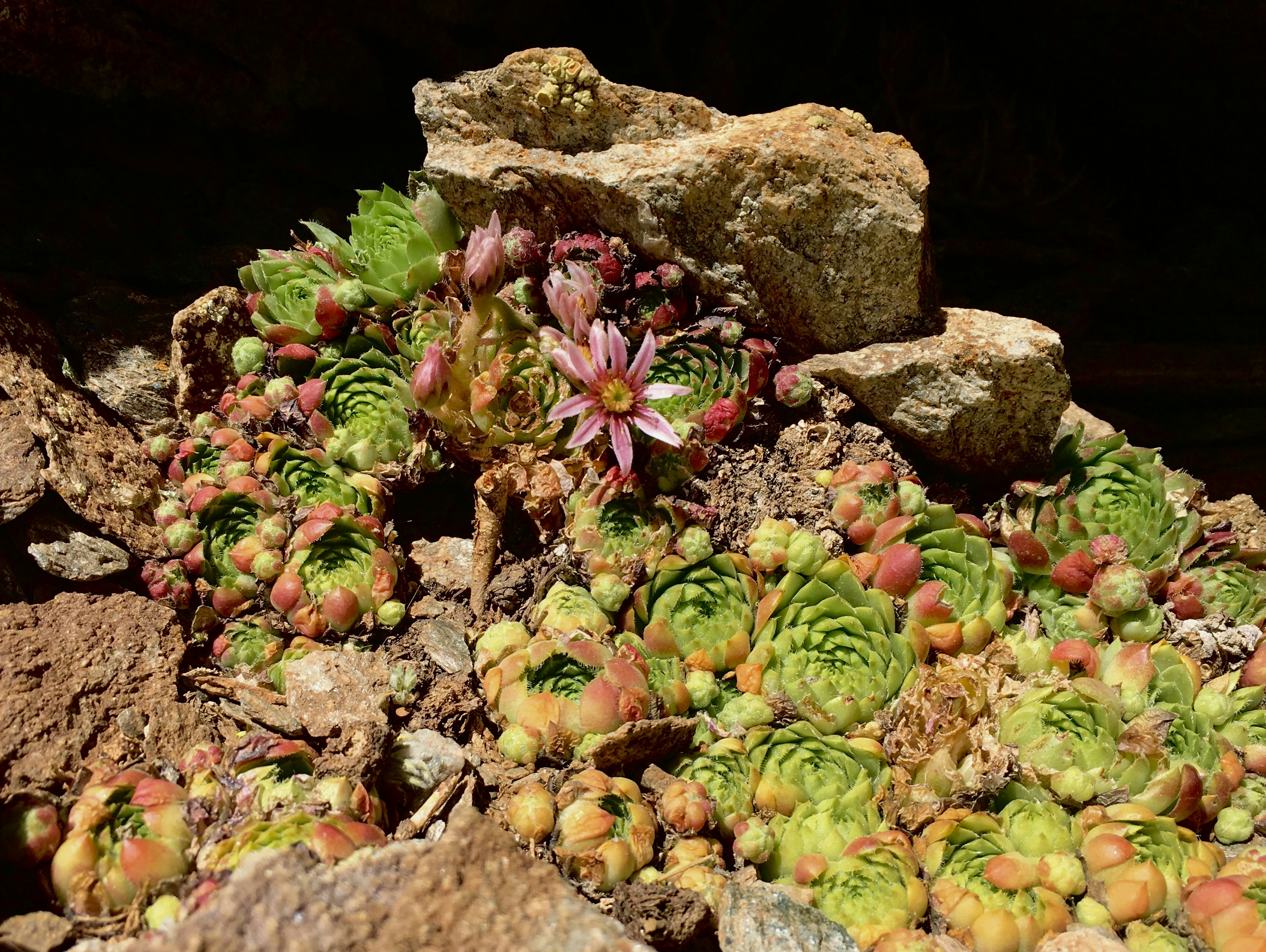 Above 3,000 m high, hidden under a rock | A bunch of plants that are on some rocks