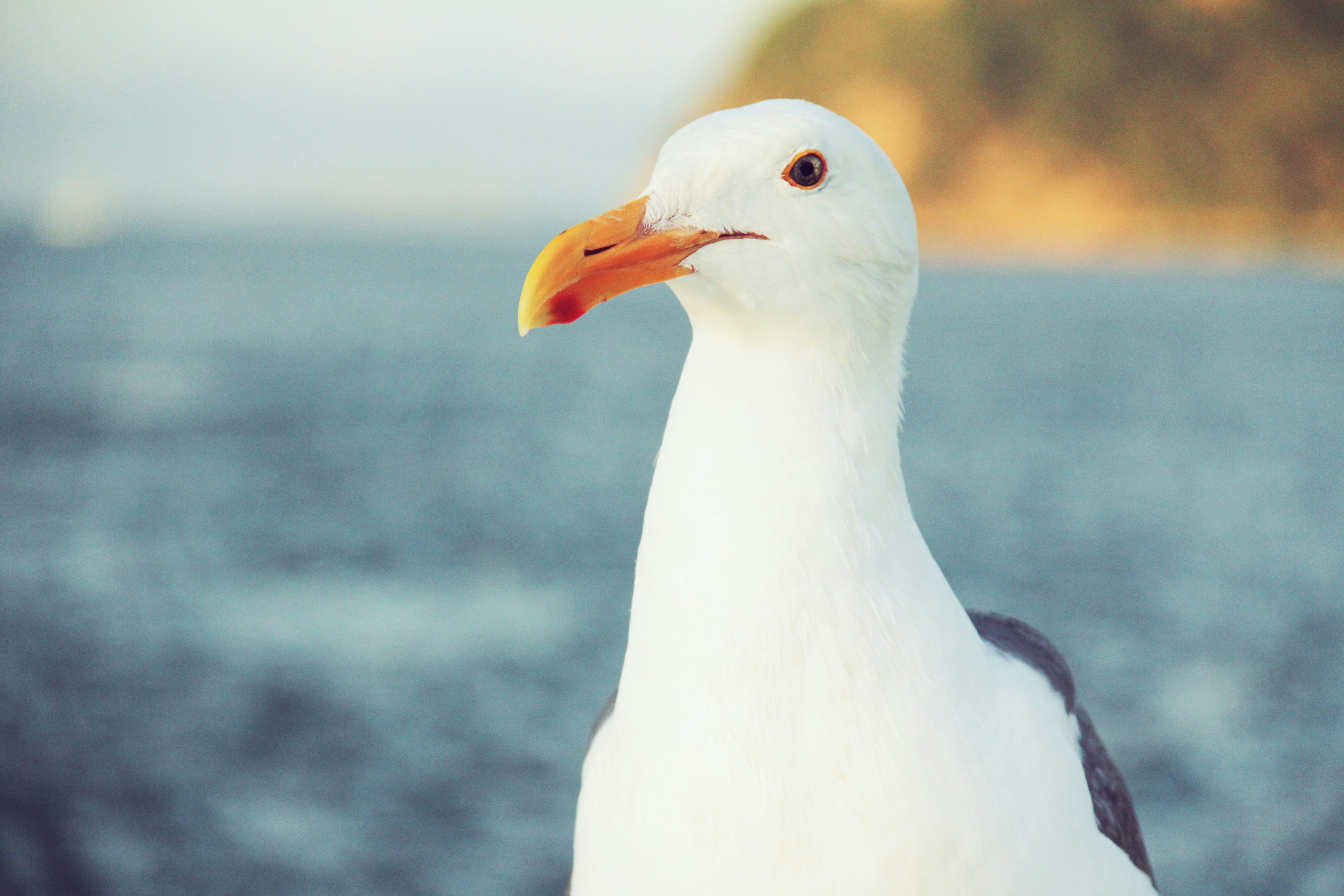 Seagull with white feathers and vibrant orange beak stands out against a blurred ocean backdrop.