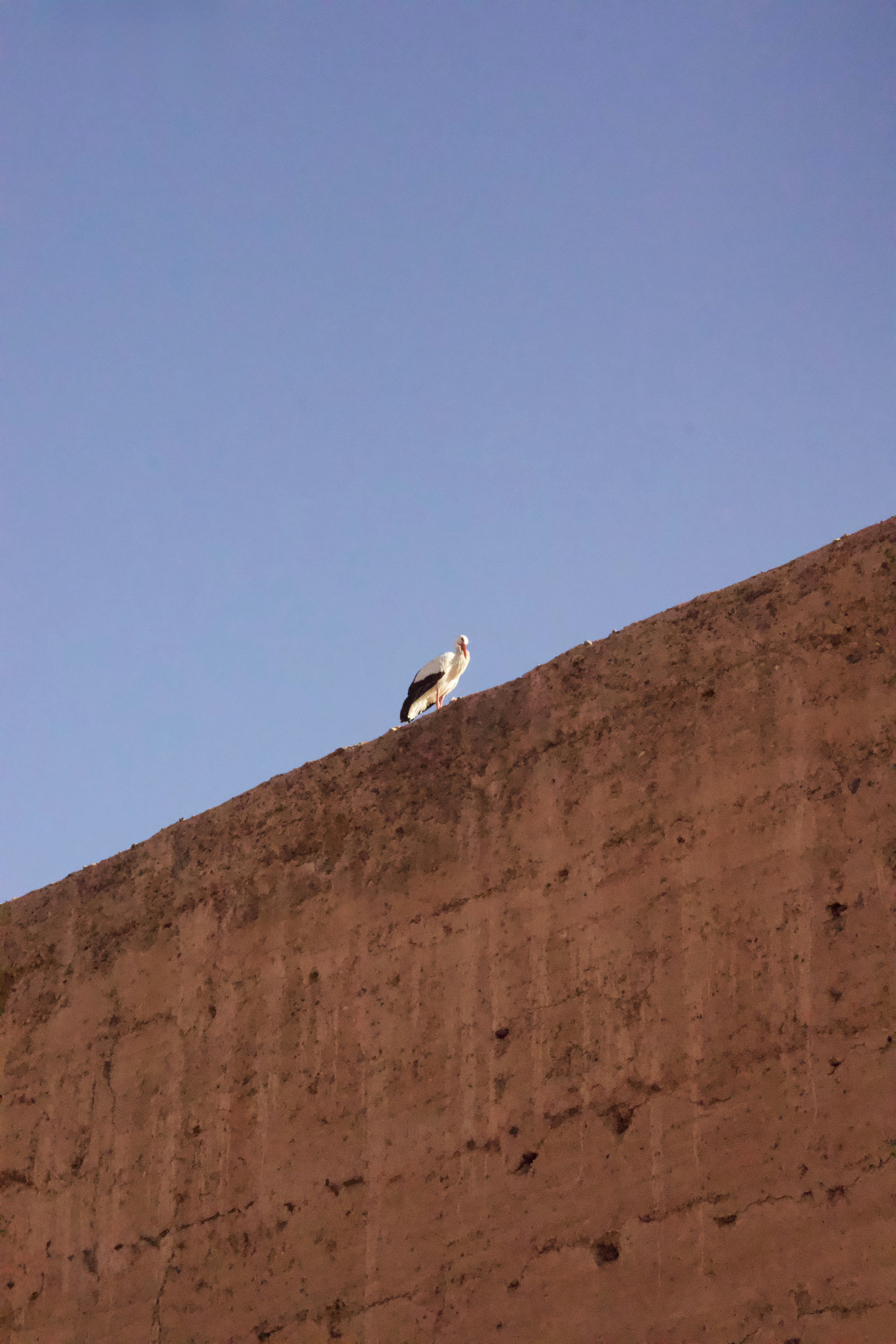 Lone Bird on a Sun-Warmed Parapet Under a Clear Blue Sky