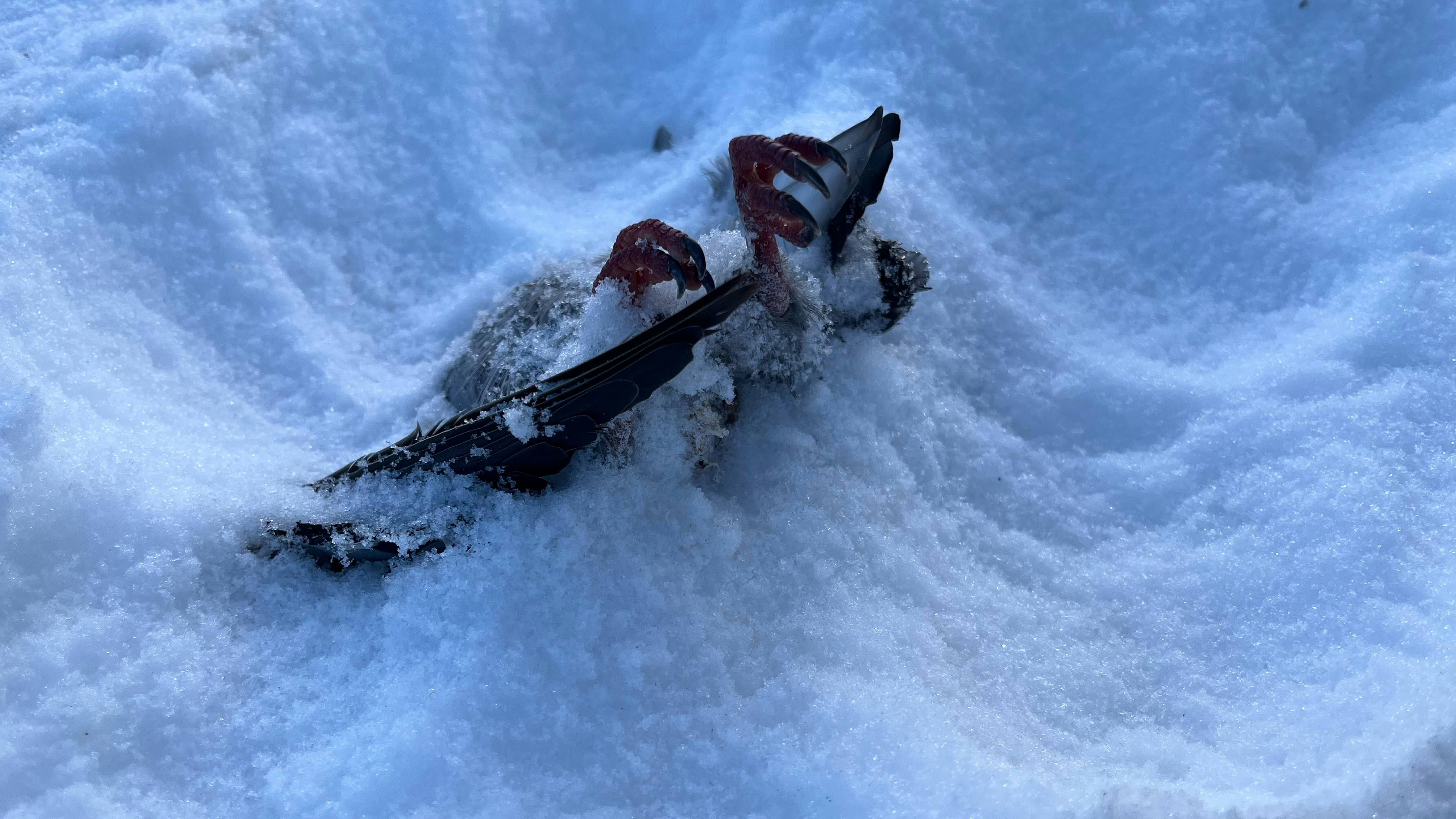 Photo shows a ski partially buried in fresh blue-tinged snow, with crimson bindings peeking through.