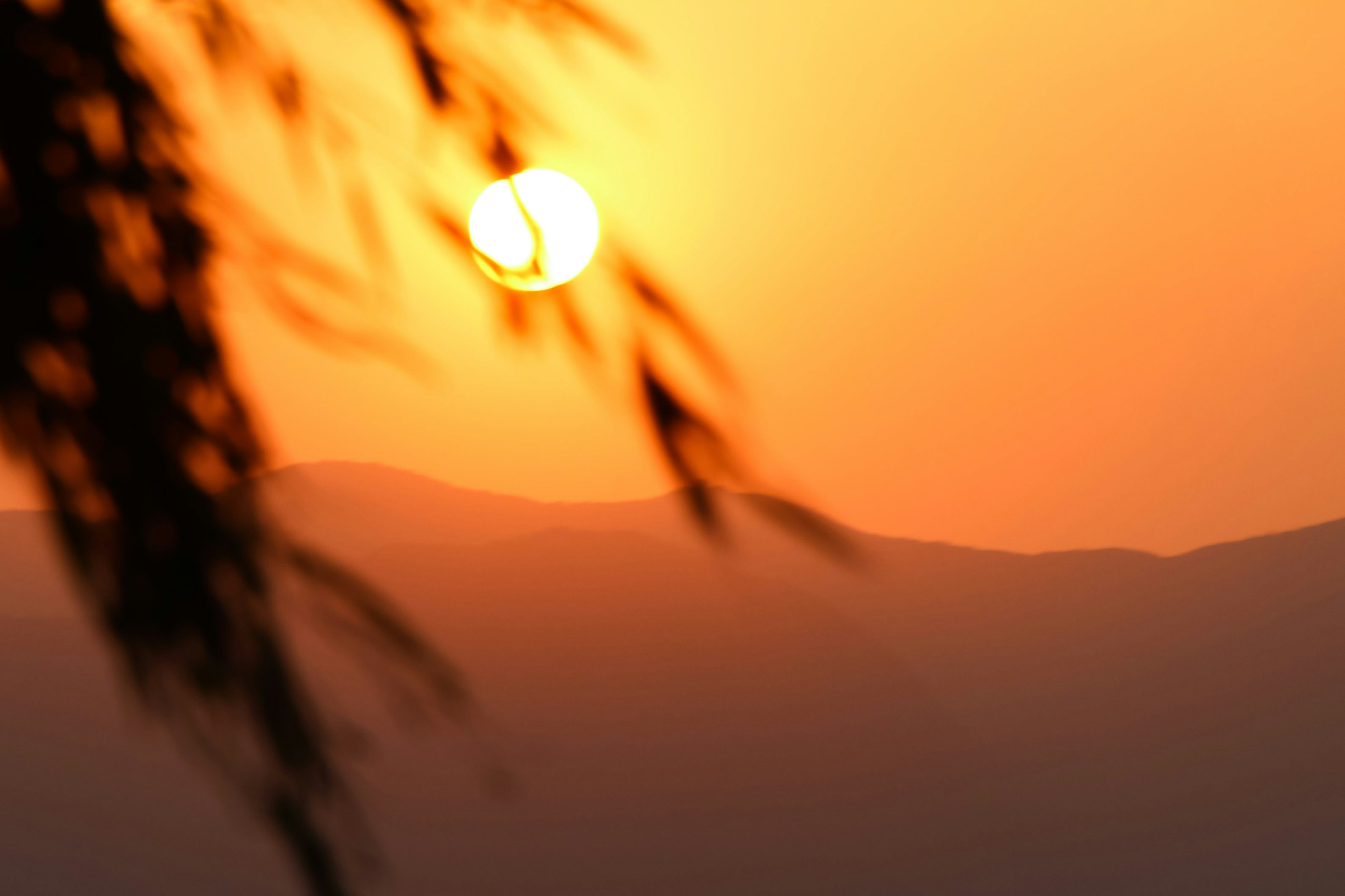 Sun setting behind distant hills with warm golden hues and silhouetted leaves in the foreground.